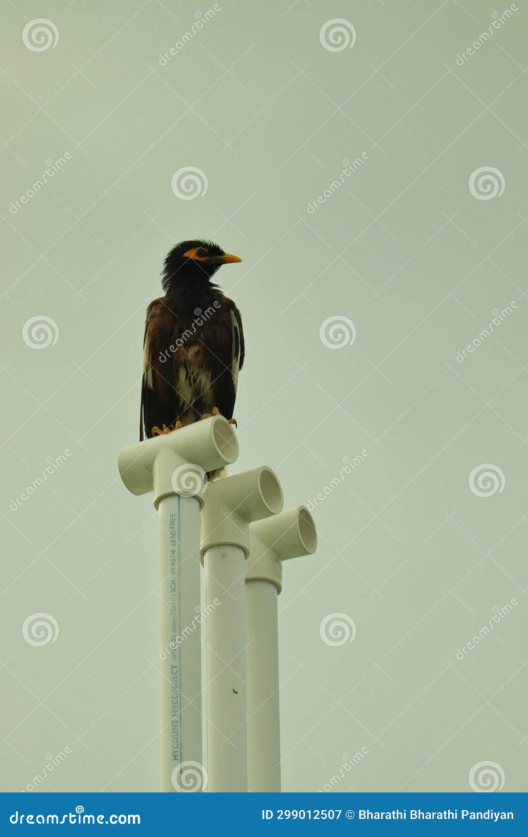 Bird Sits Top on the Pipeline End Stock Image - Image of sparrow, sits ...