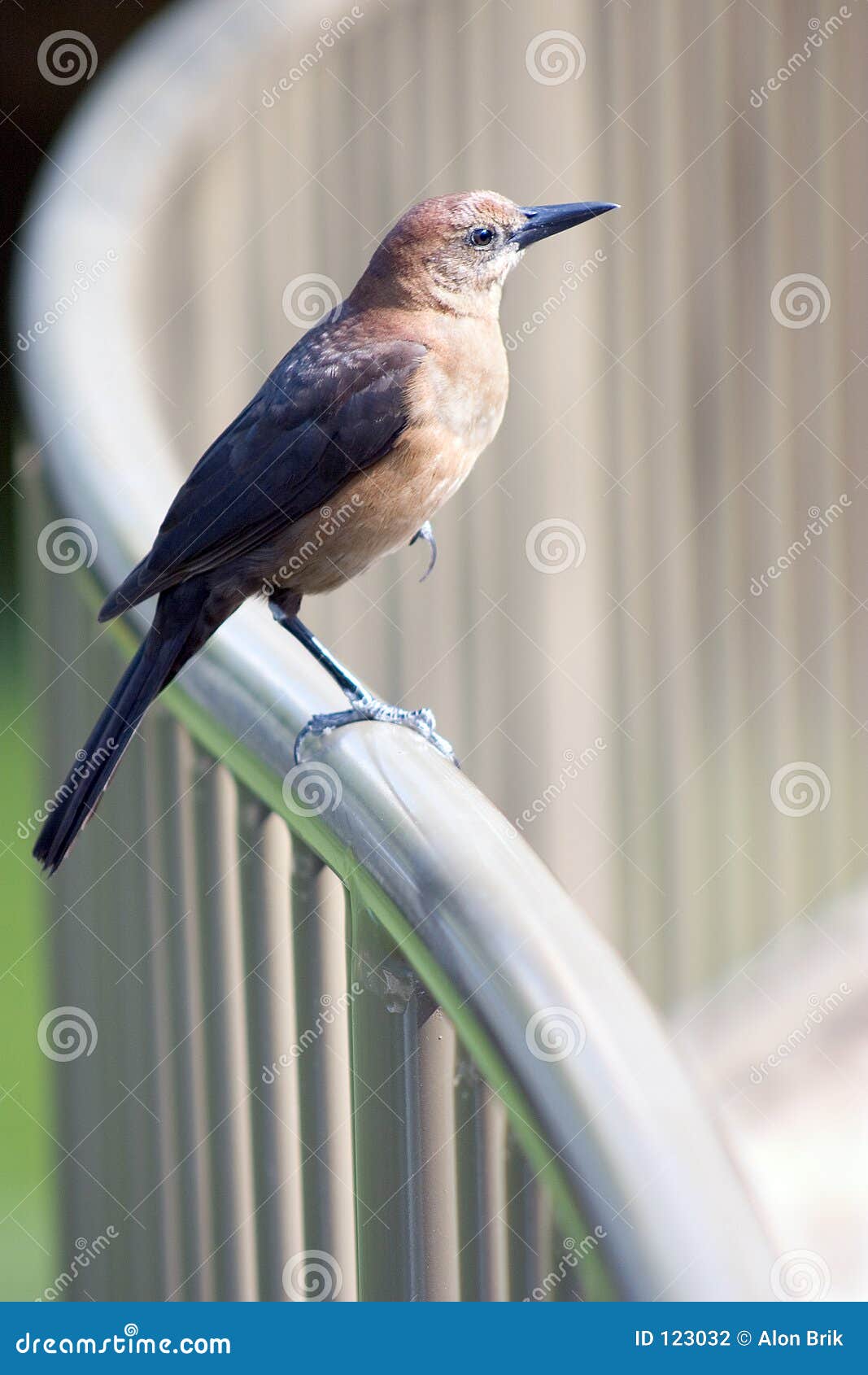 Bird Sitting stock photo. Image of wings, wildlife, portrait - 123032