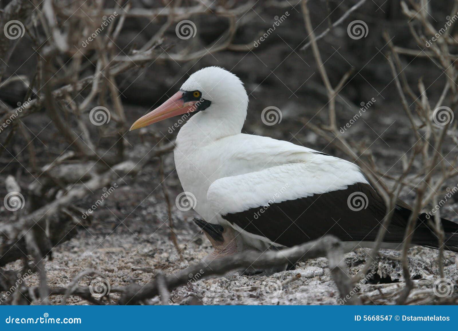 Bird Sitting stock image. Image of feather, galapagos - 5668547