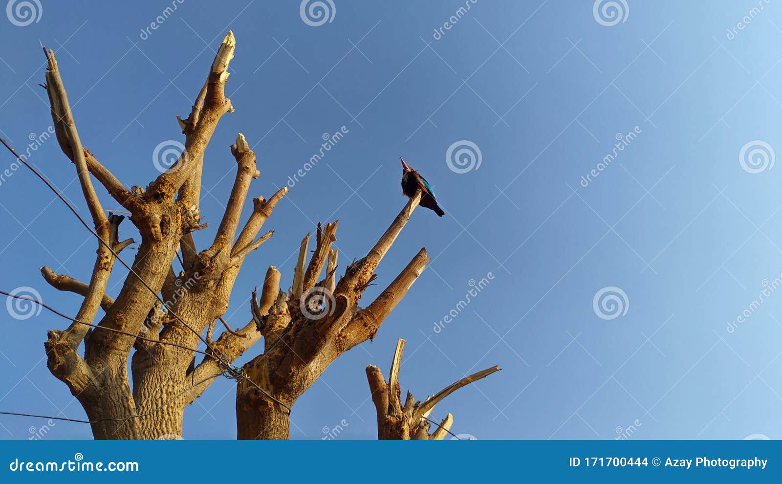 Bird Sitting on a Big Tree Blue Sky Background. Stock Photo - Image of ...