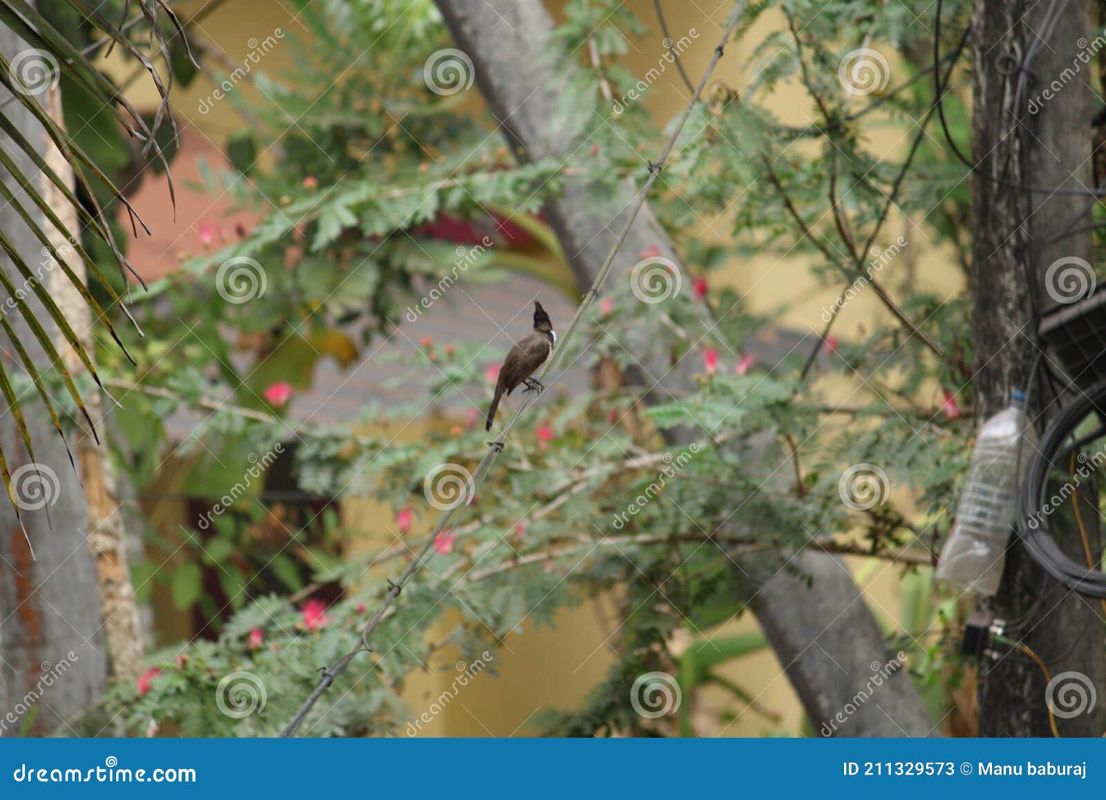 A bird sitting. stock image. Image of wild, bird, natural - 211329573