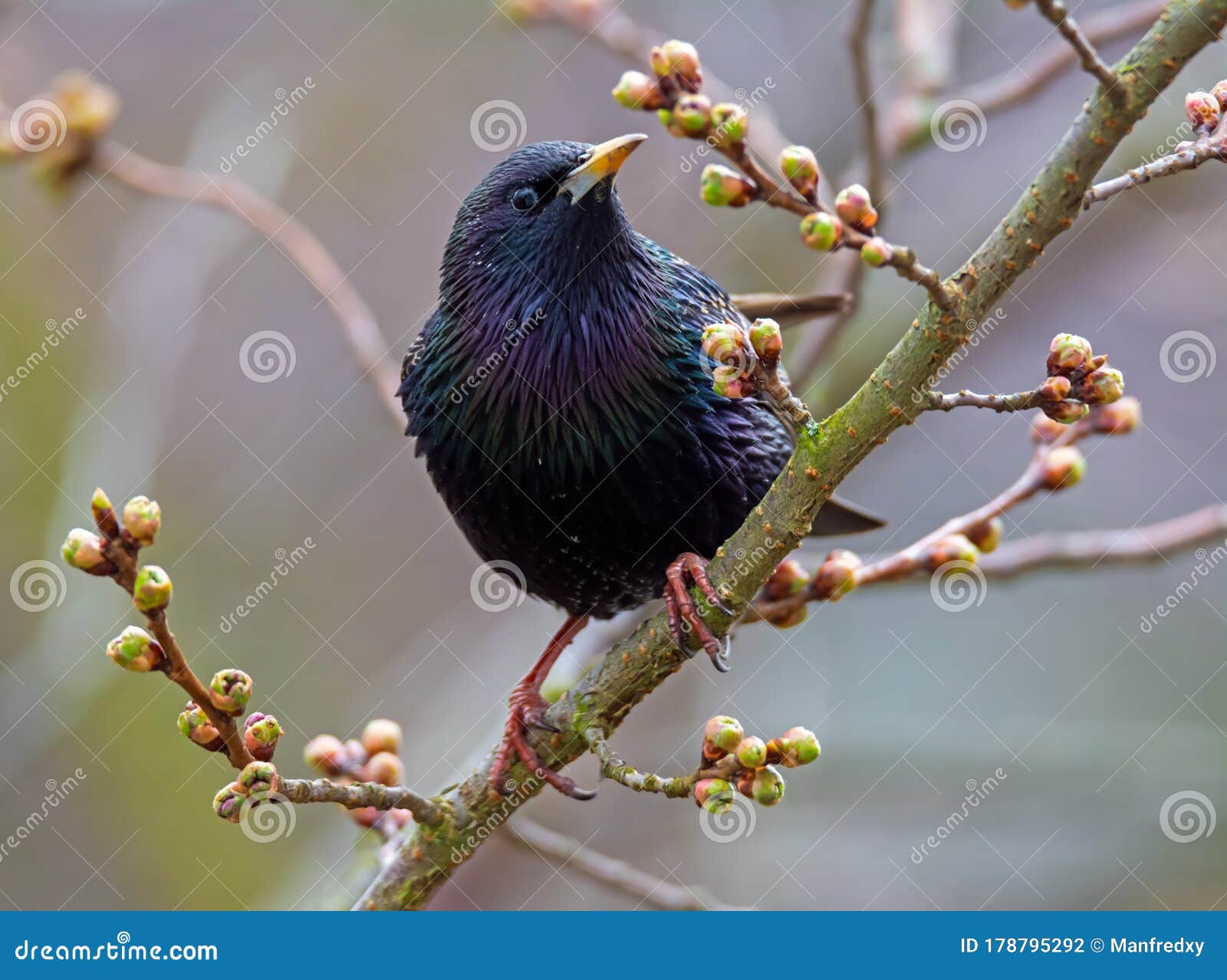 Bird Sitting on the Brach of a Tree Stock Photo - Image of bird, twig ...