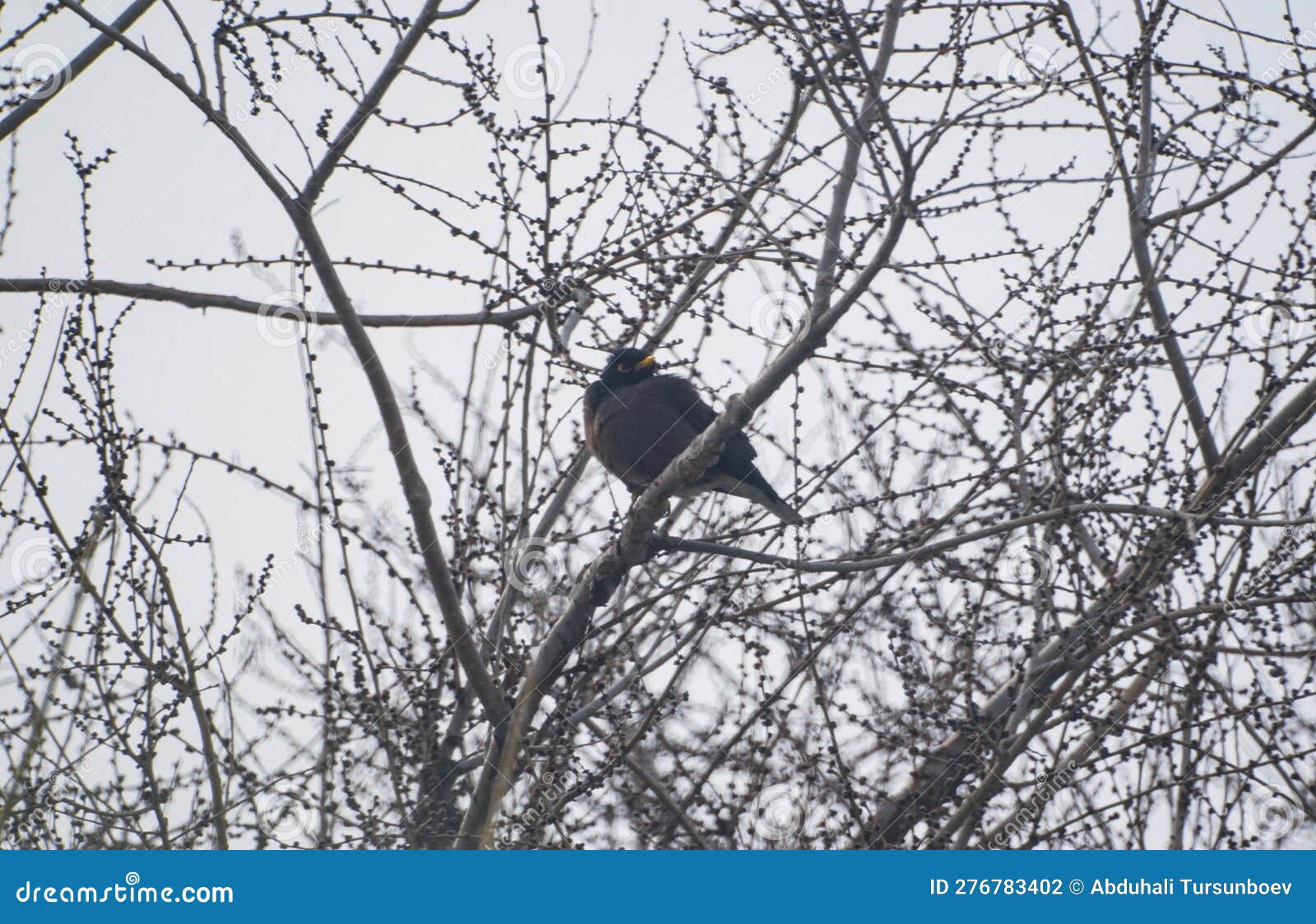There is a Bird on a Tree Branch Stock Photo - Image of water, bill ...