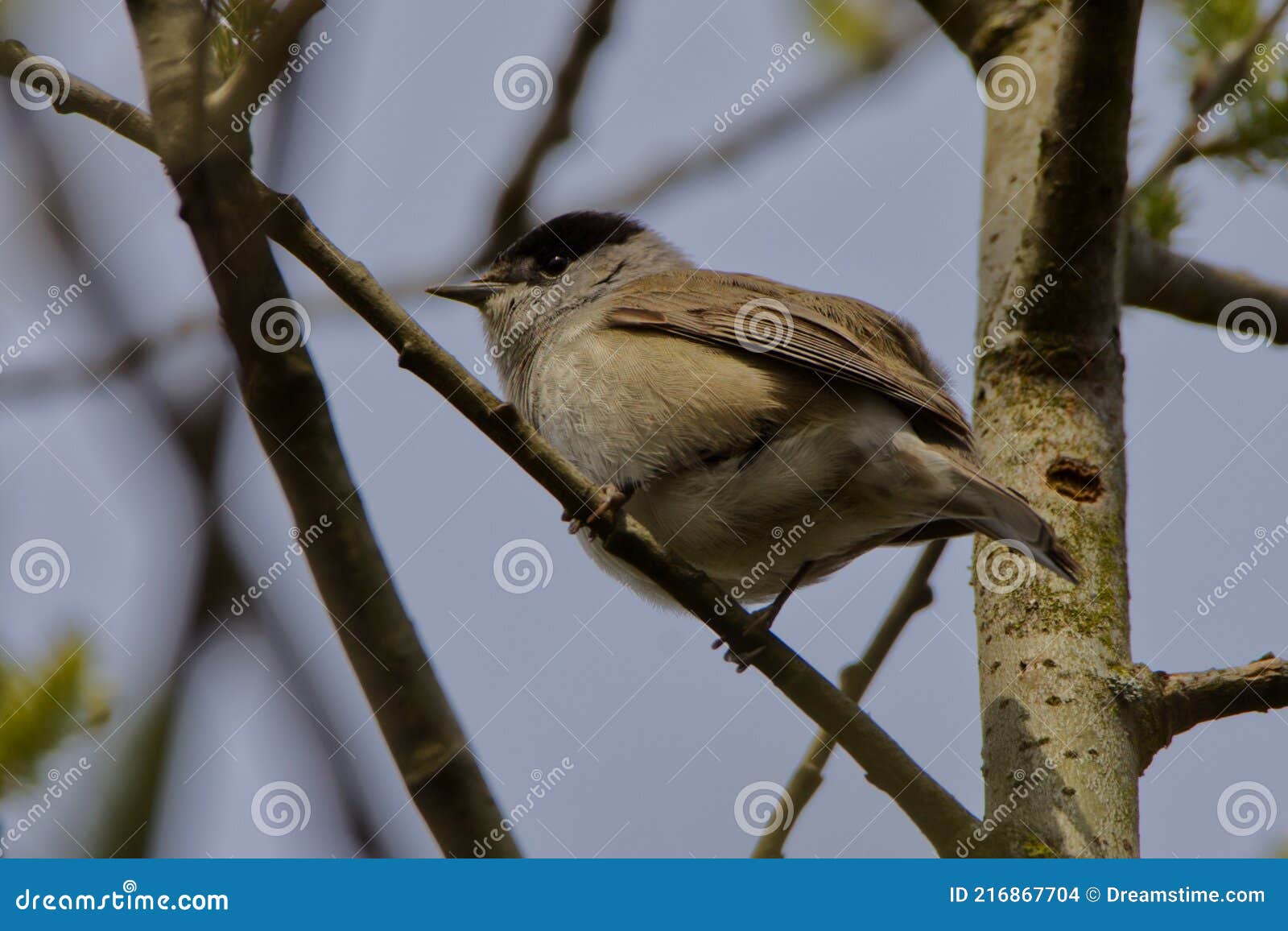 Bird sitting on branch stock photo. Image of bird, branch - 216867704