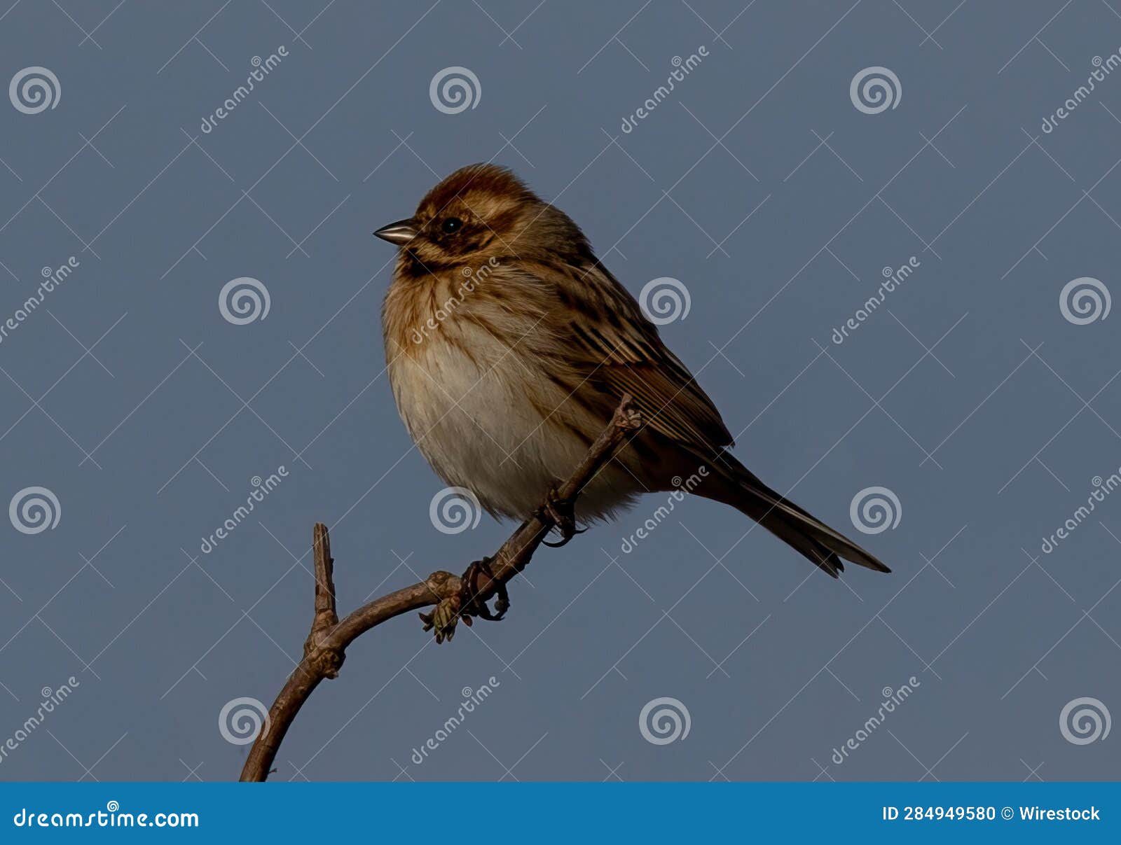The Bird is Sitting on the Branch of the Tree Looking Up Stock Photo ...