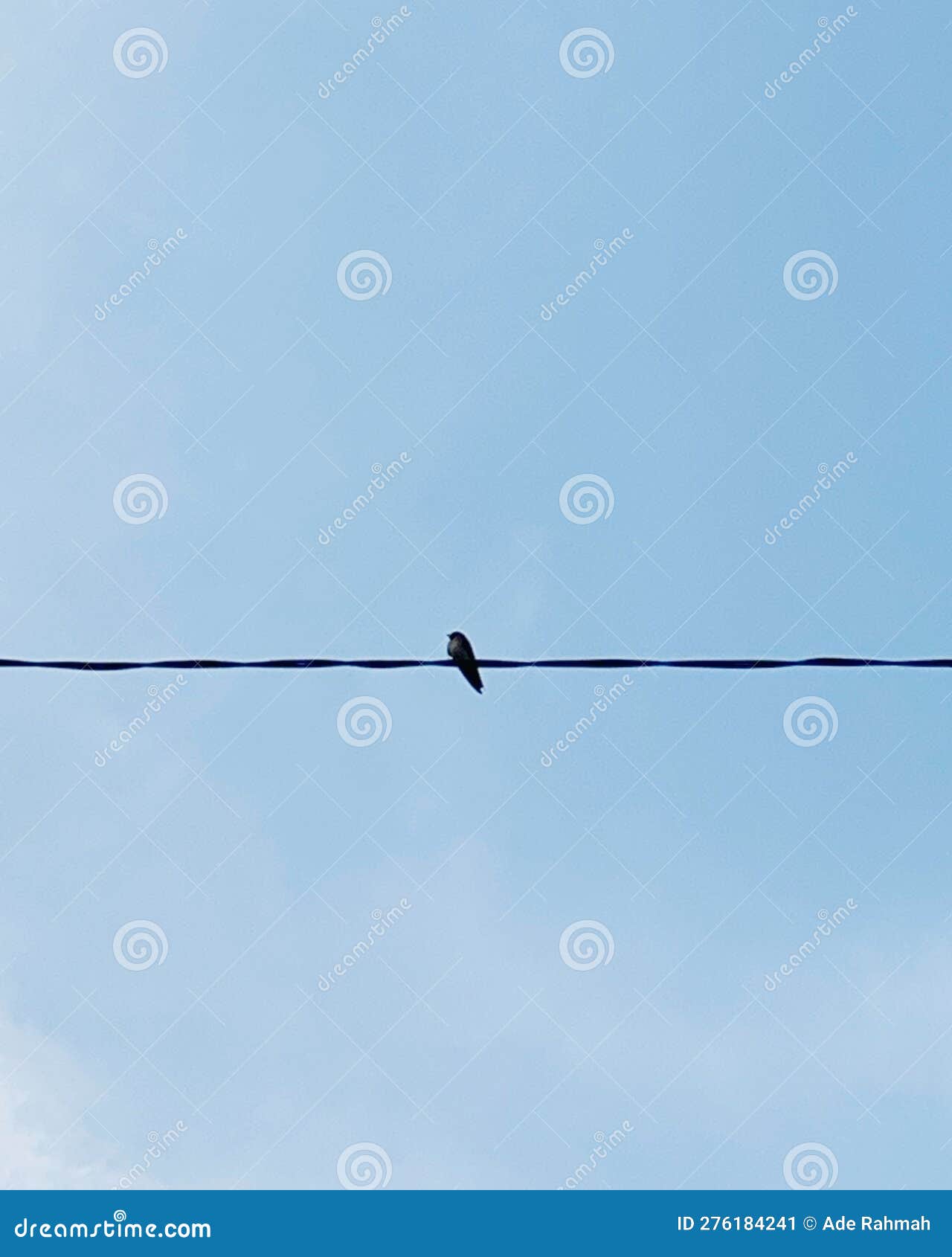 Bird sitting on the cable stock image. Image of cable - 276184241