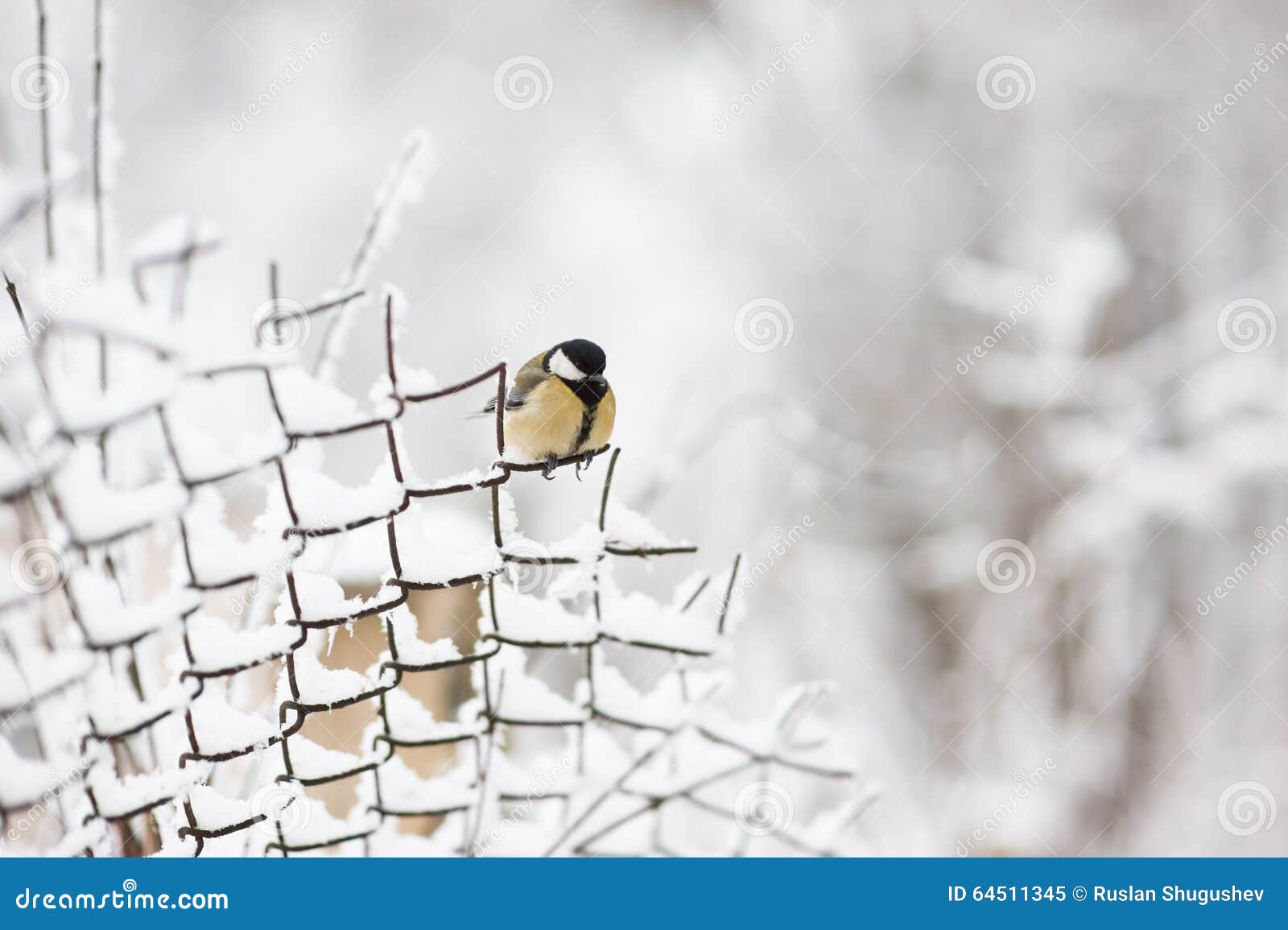 Bird Sitting on a Chain-link Fence in Winter Stock Image - Image of ...