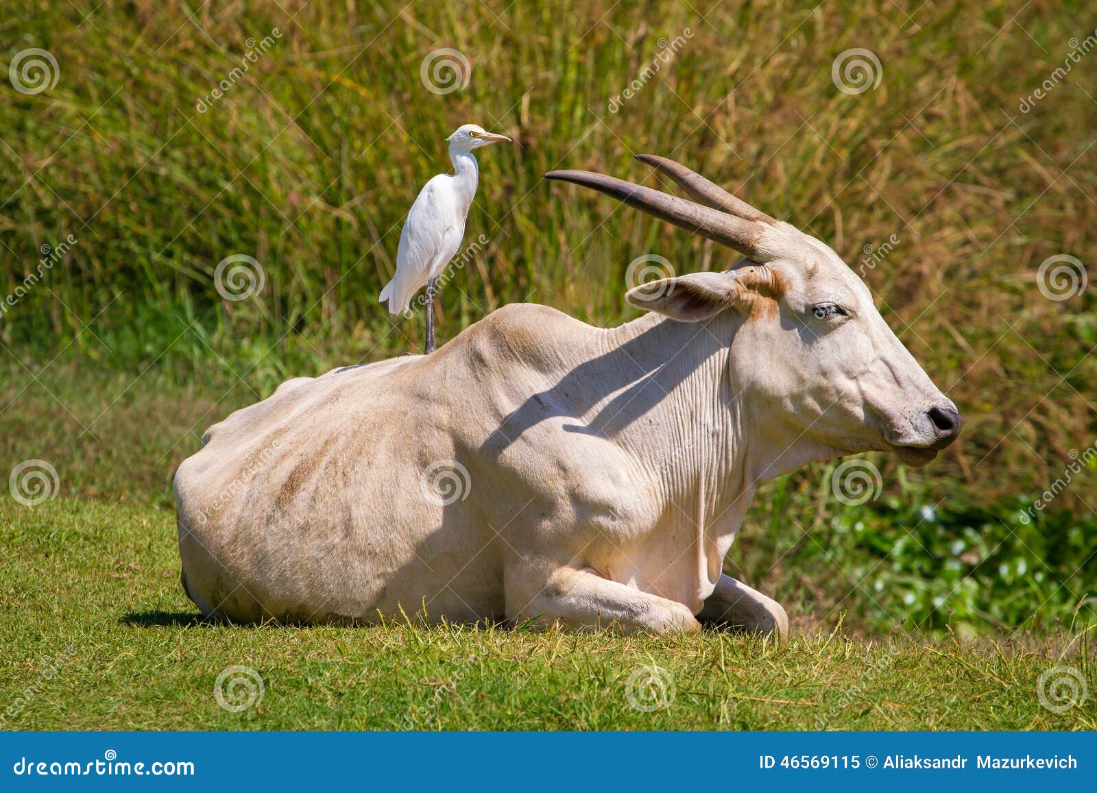Bird sitting on the cow stock image. Image of ibis, grass - 46569115
