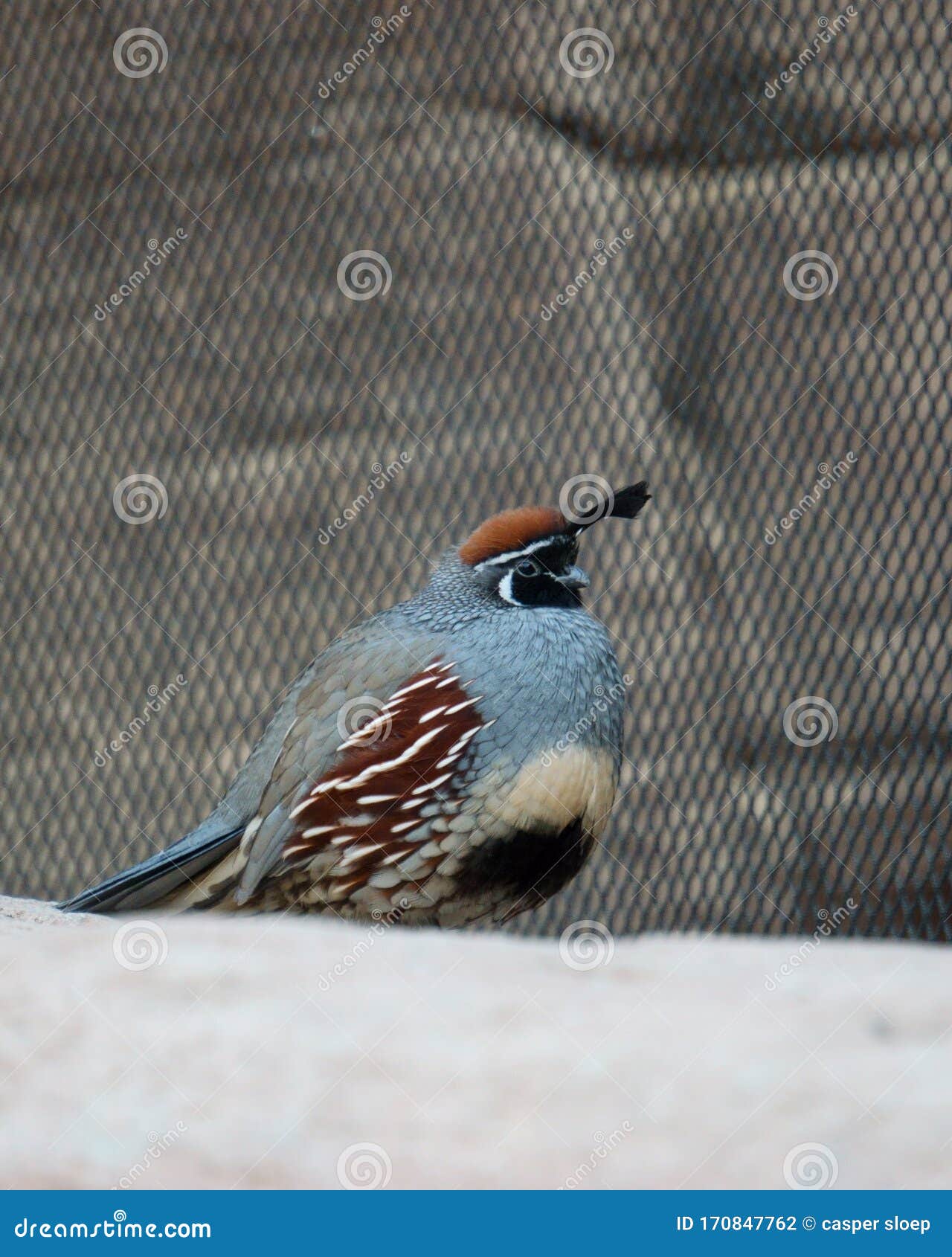 Bird stock photo. Image of nature, wild, bird, wildlife - 170847762