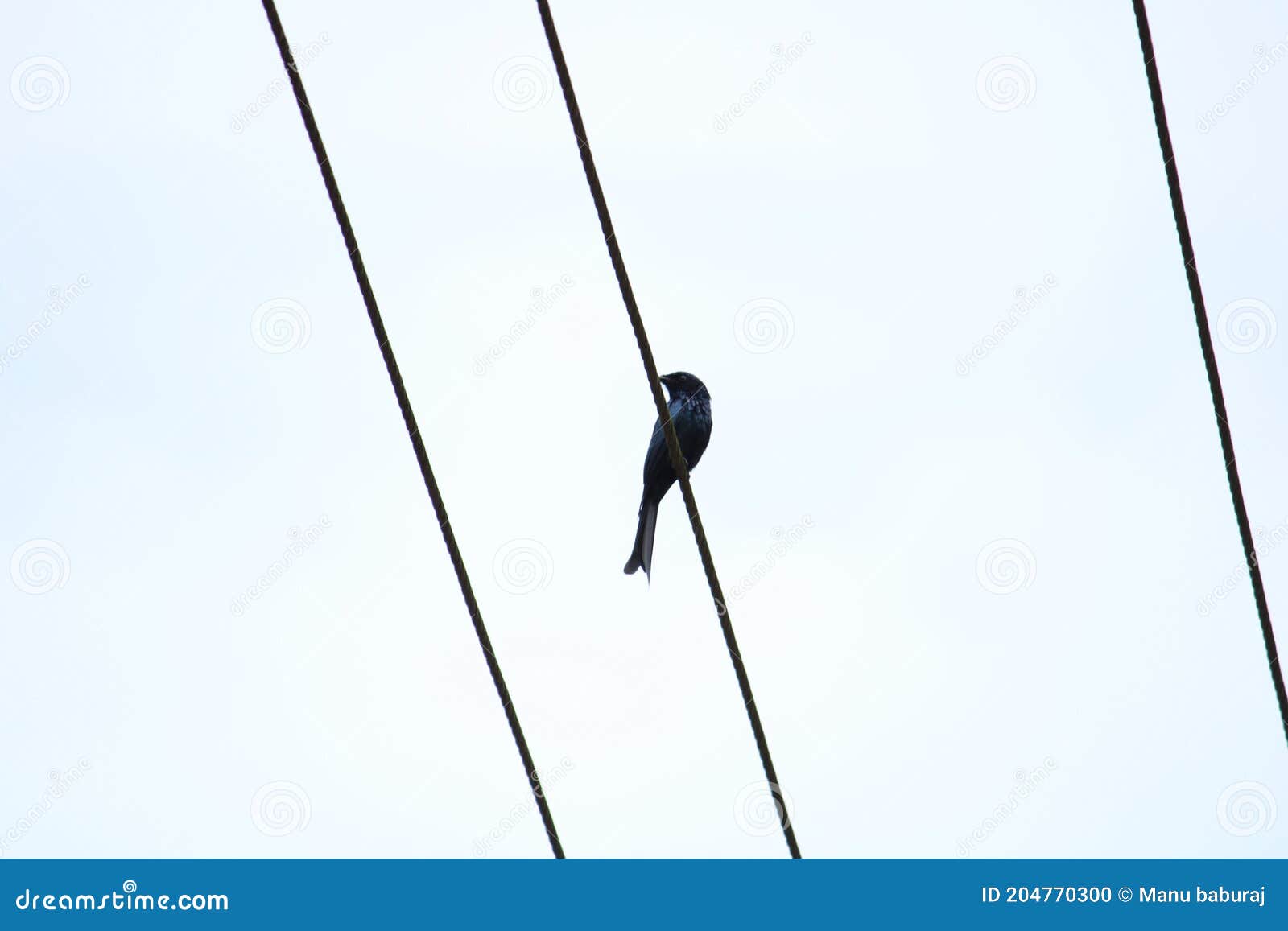 A Bird Sitting on an Electric Line. Stock Photo - Image of grass, tree ...
