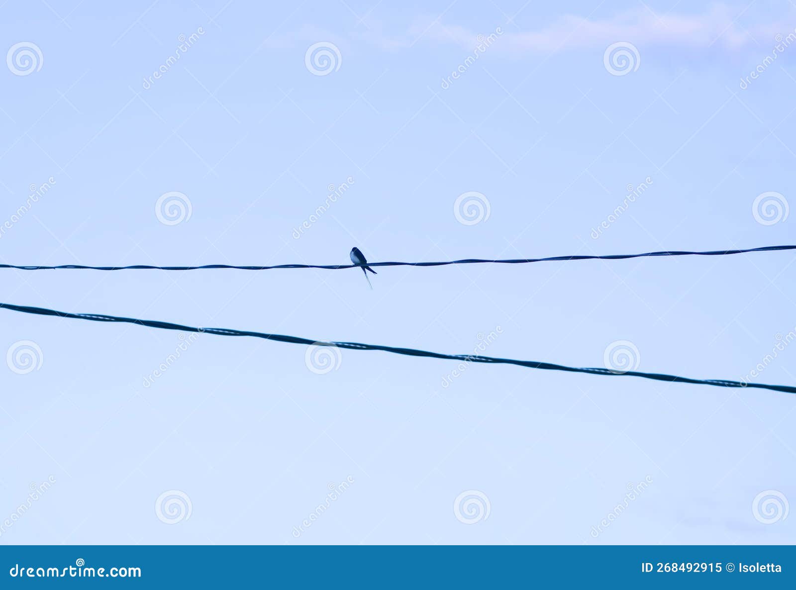 A Bird Sitting on the Electricity Cabel Stock Image - Image of peace ...