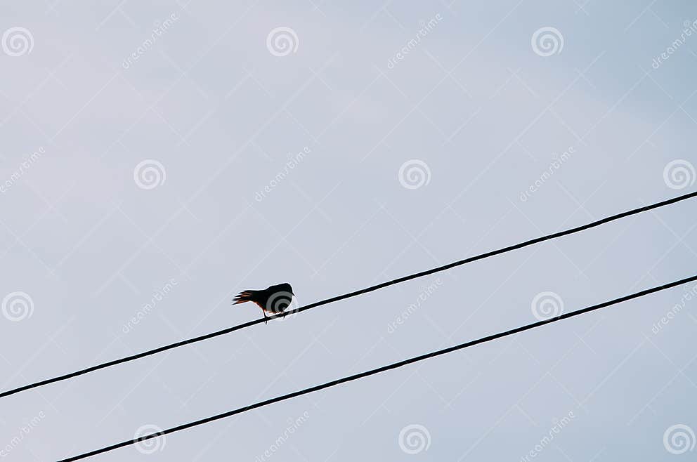 Bird Sitting on the Electricity Cabel Stock Photo - Image of wildlife ...