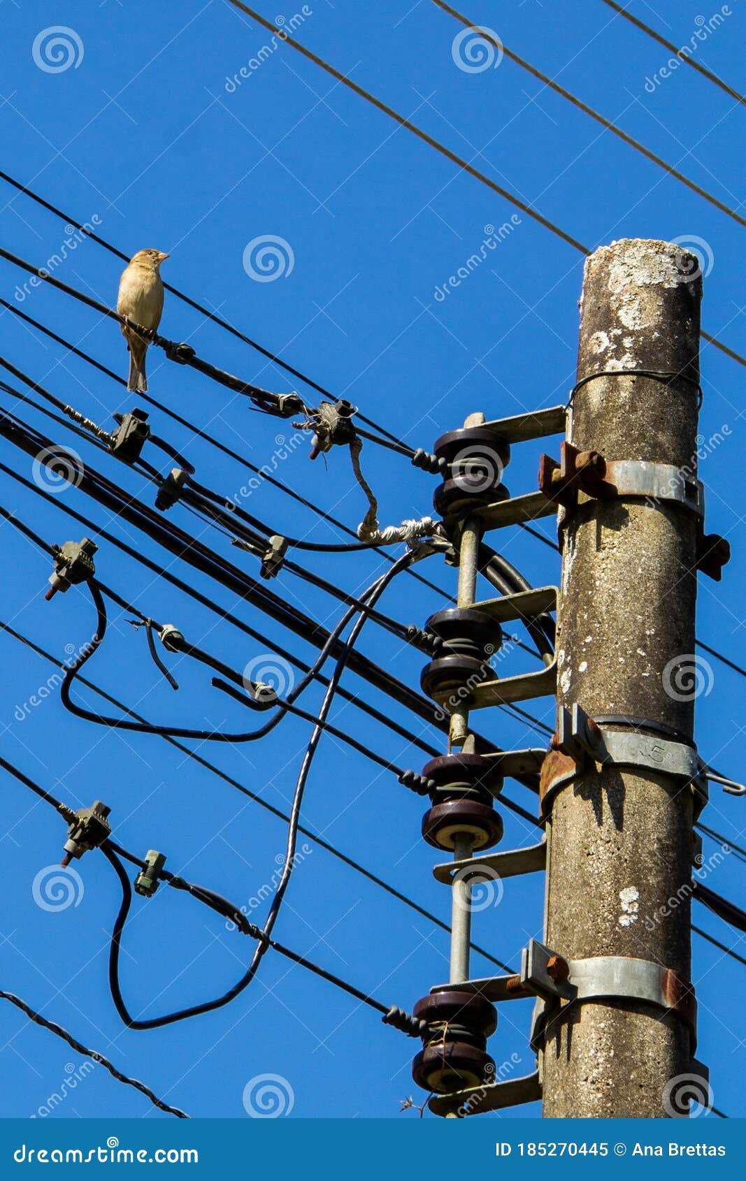 Bird Sitting on Electricity Wire Stock Image - Image of electricity ...
