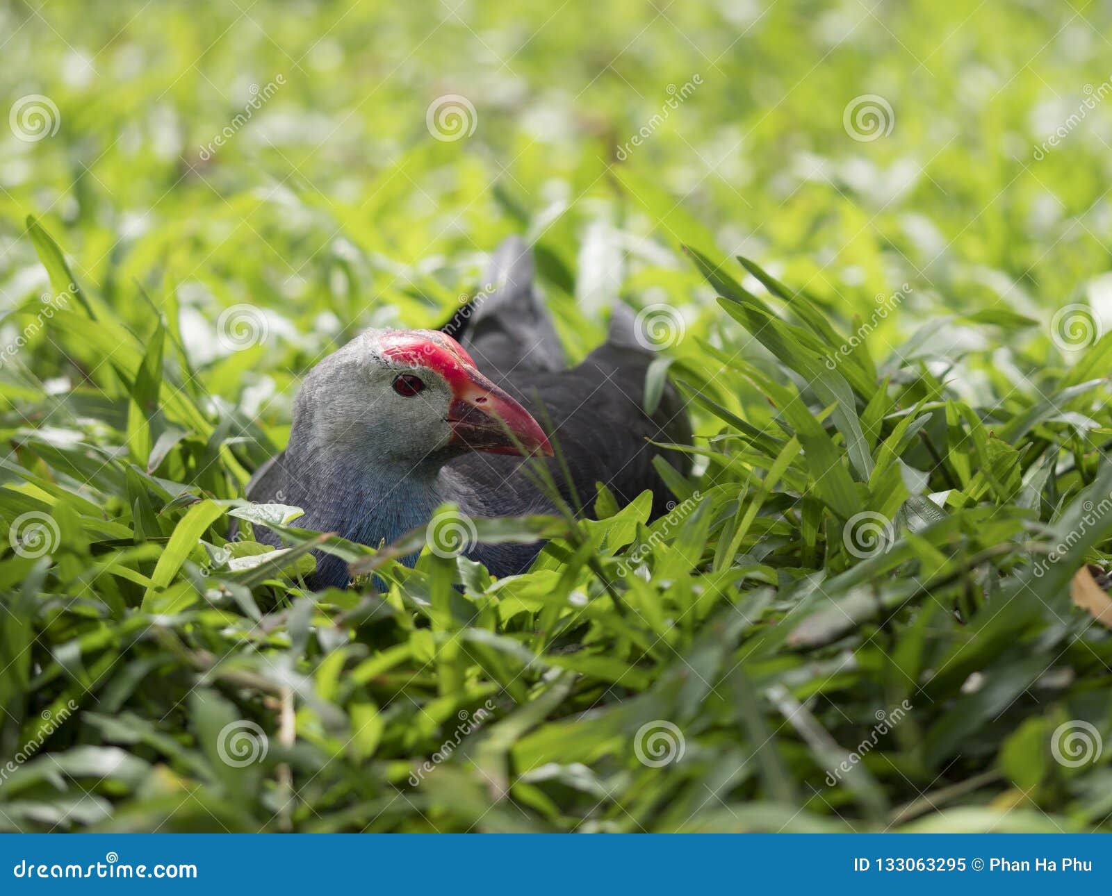 A bird resting in grass stock image. Image of animal - 133063295