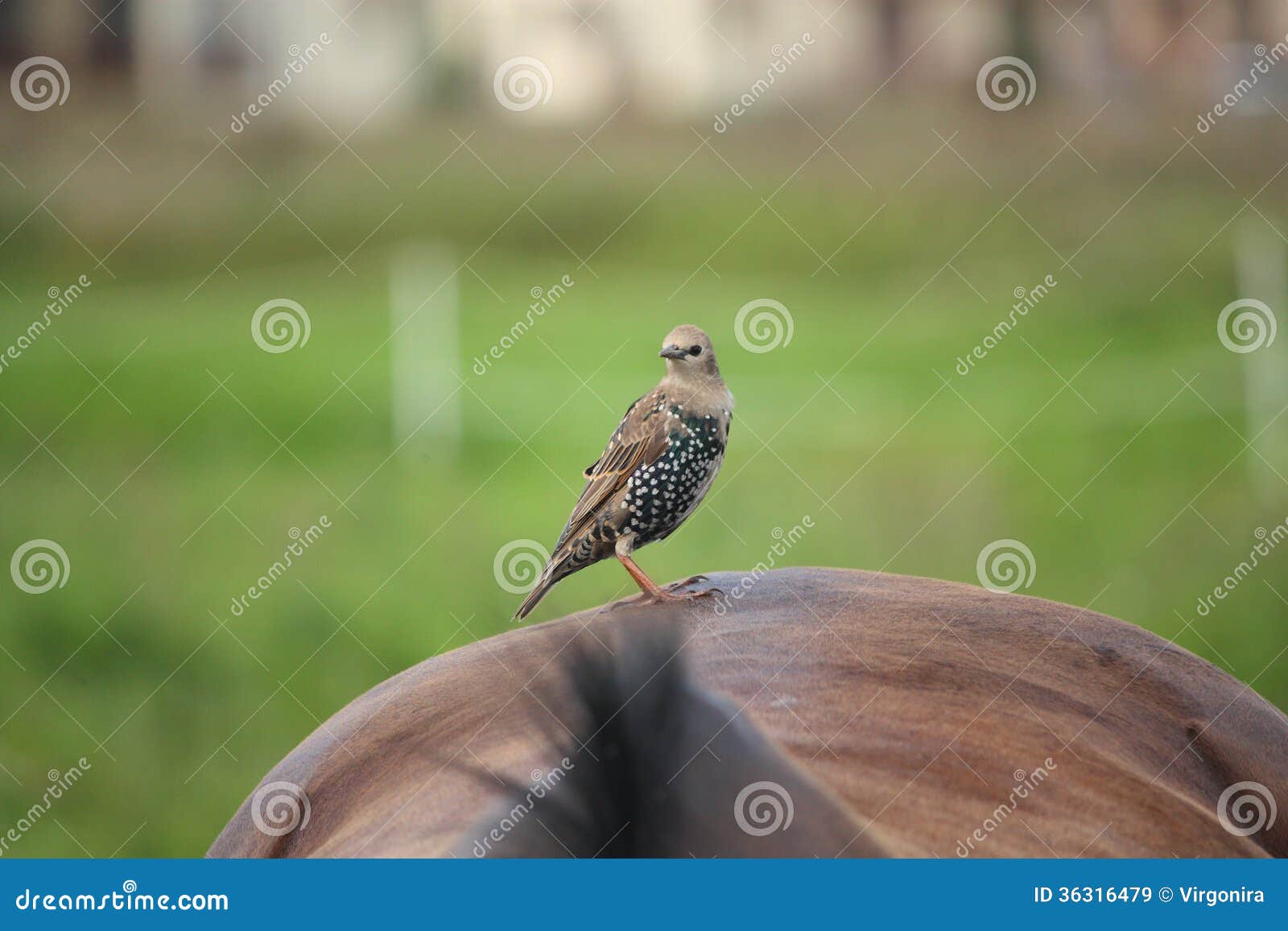 Bird sitting on horse back stock image. Image of grass - 36316479