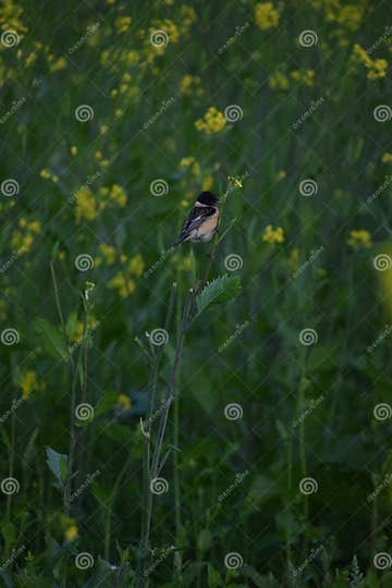 A Bird Sitting in Mustard Tree Stock Image - Image of mustard, plant ...