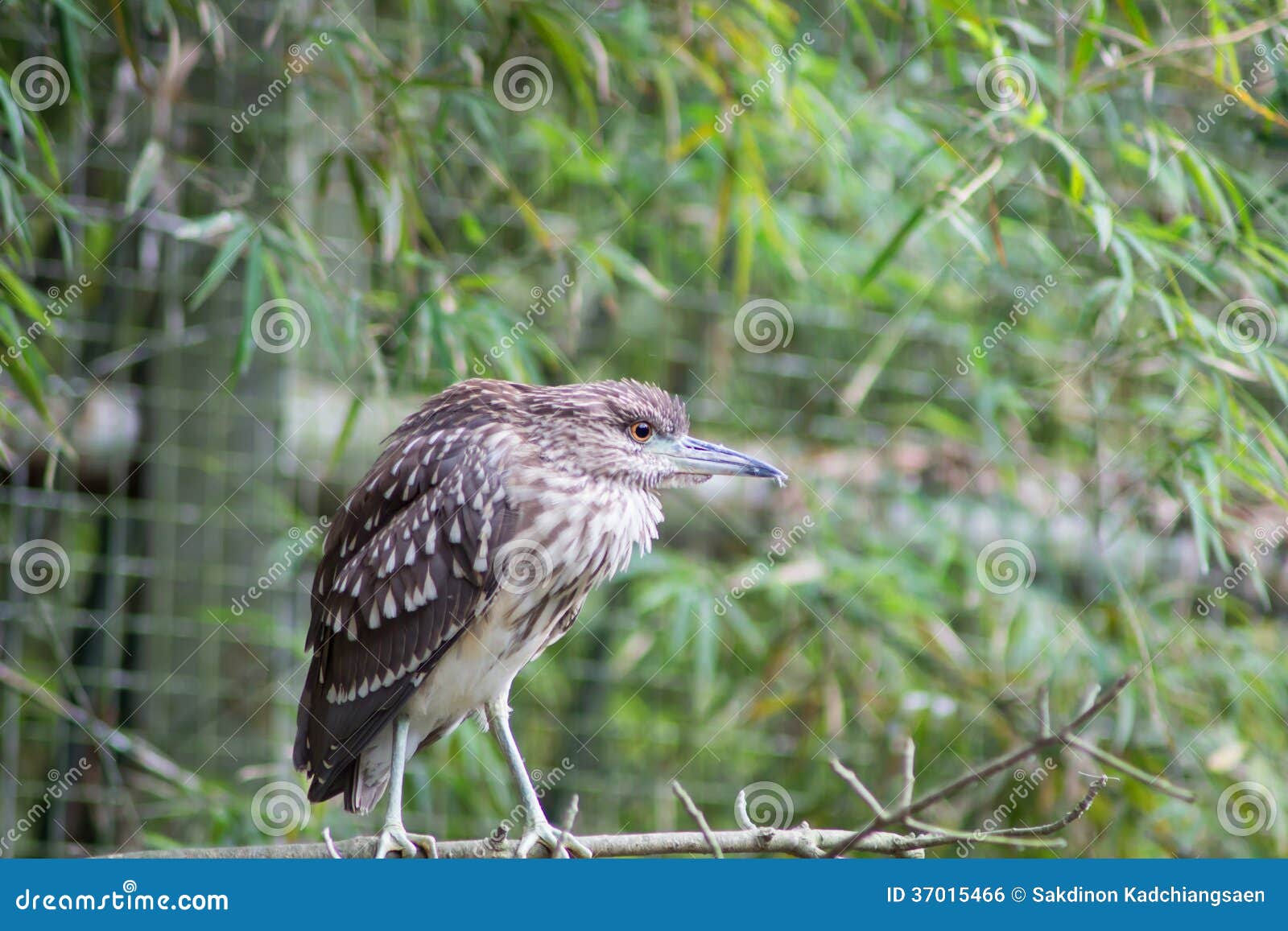 Bird sitting on the perch stock photo. Image of feather - 37015466