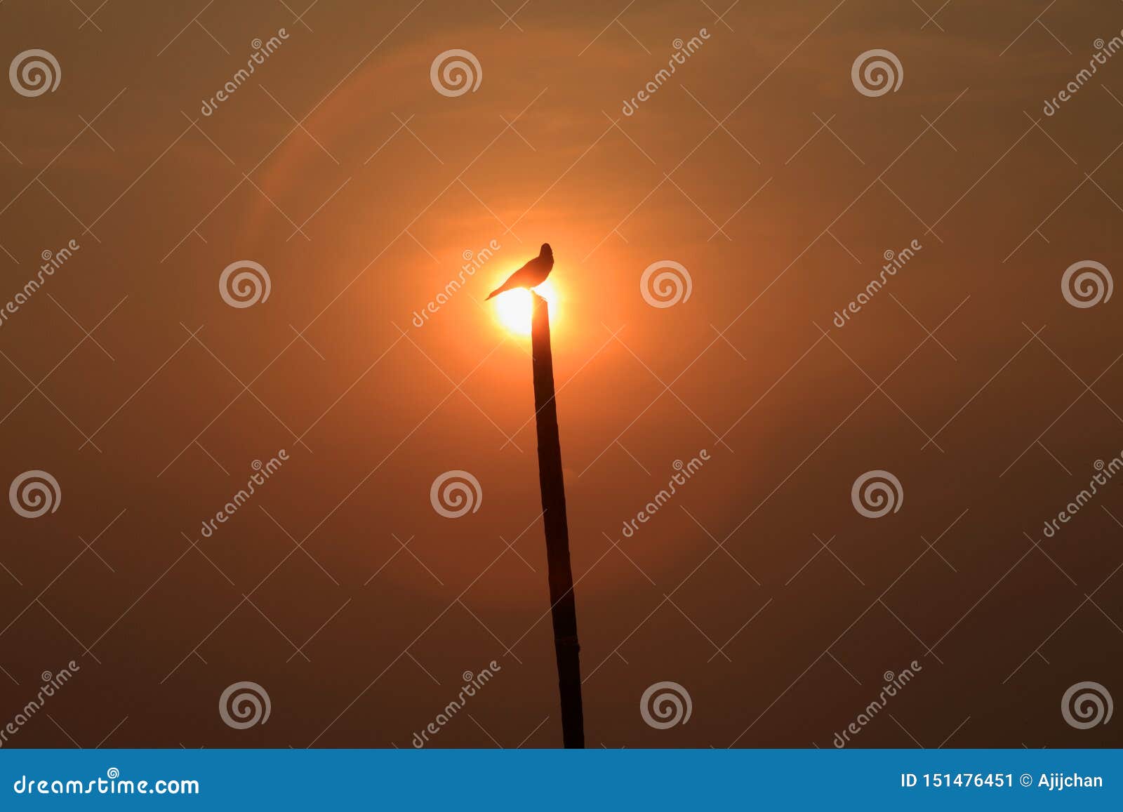 A Bird Sitting on a Pole with Lens Flare during Sunset Stock Image ...