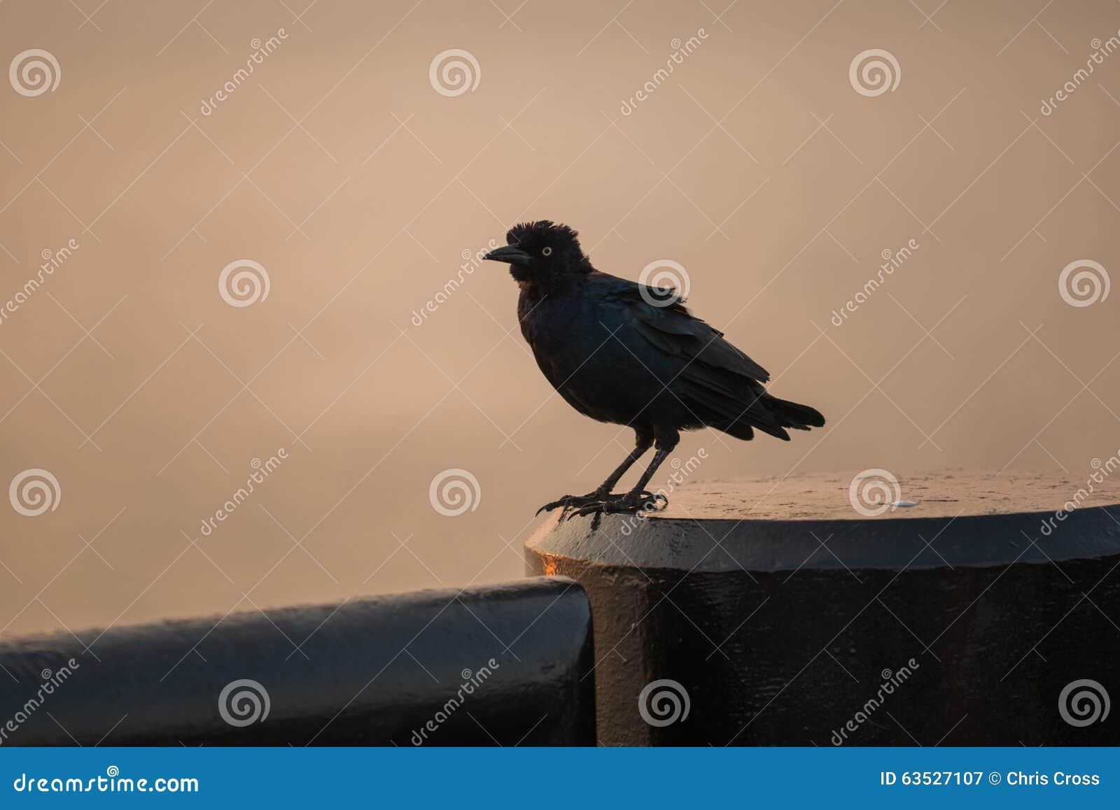 Bird Sitting on a Post at Sunrise Stock Image - Image of post, ocean ...