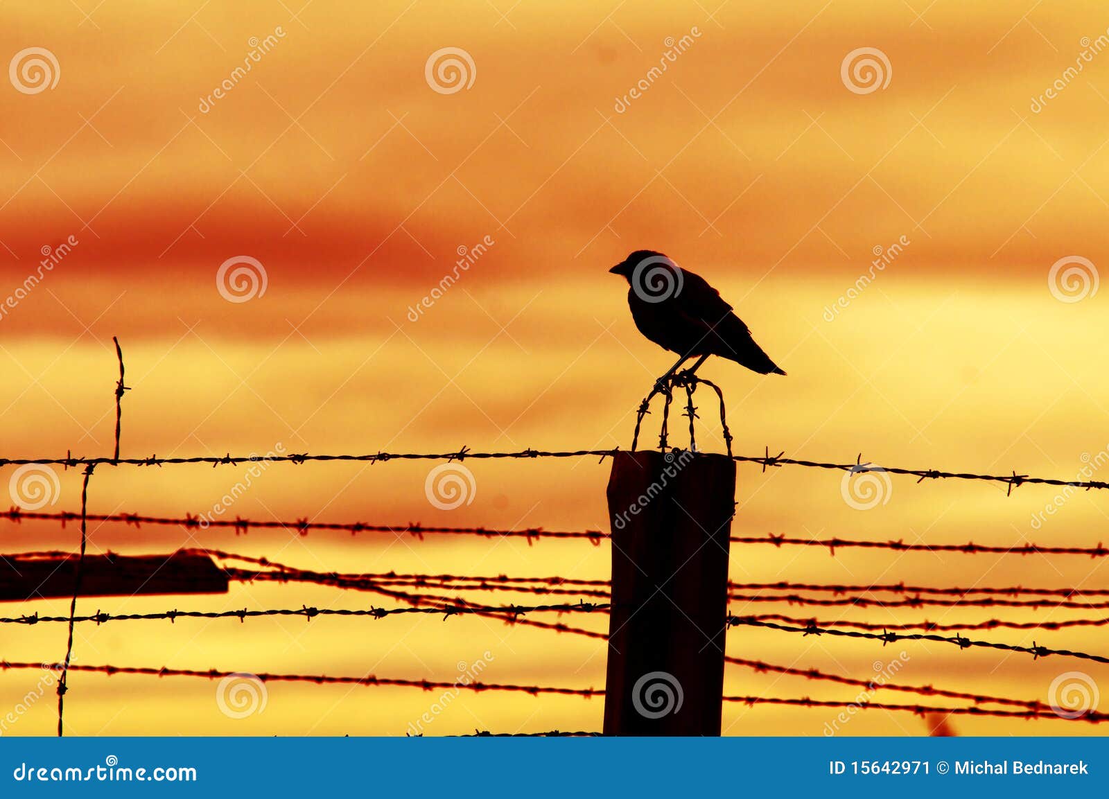 Bird Sitting on Prison Fence Stock Image - Image of black, barbwire ...