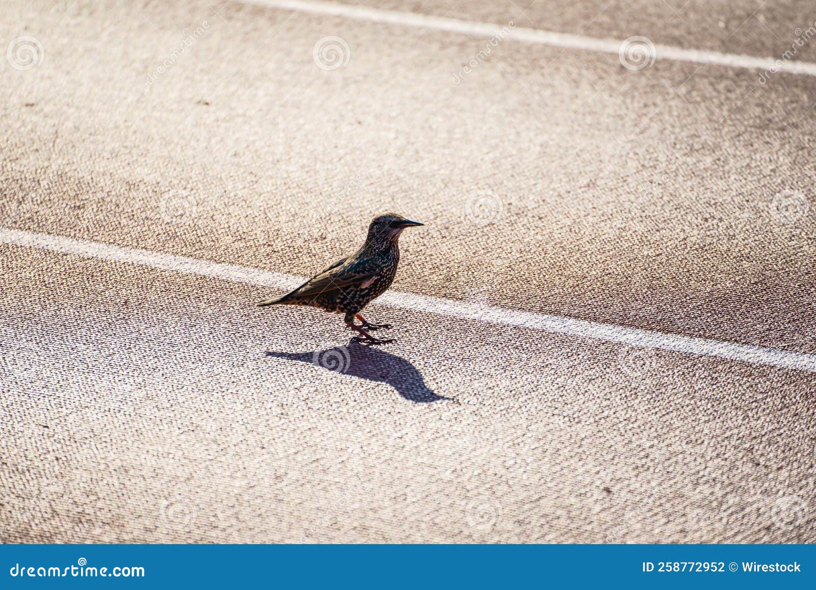 Bird sitting on road stock photo. Image of outdoors - 258772952