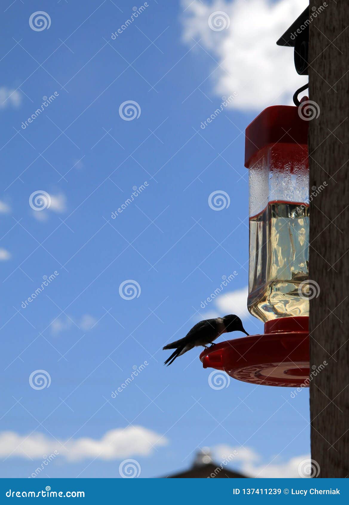 Bird on the feeding trough stock image. Image of wildlife - 137411239