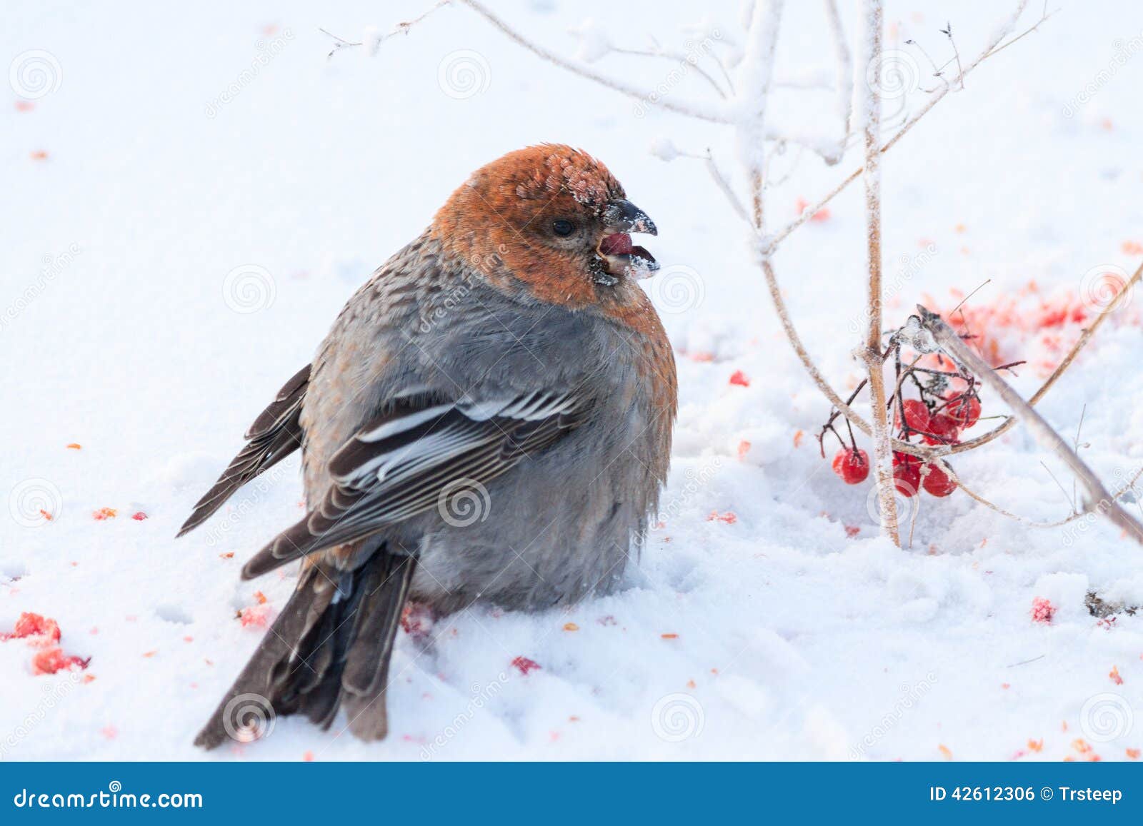 Bird sitting on the snow stock photo. Image of sitting - 42612306