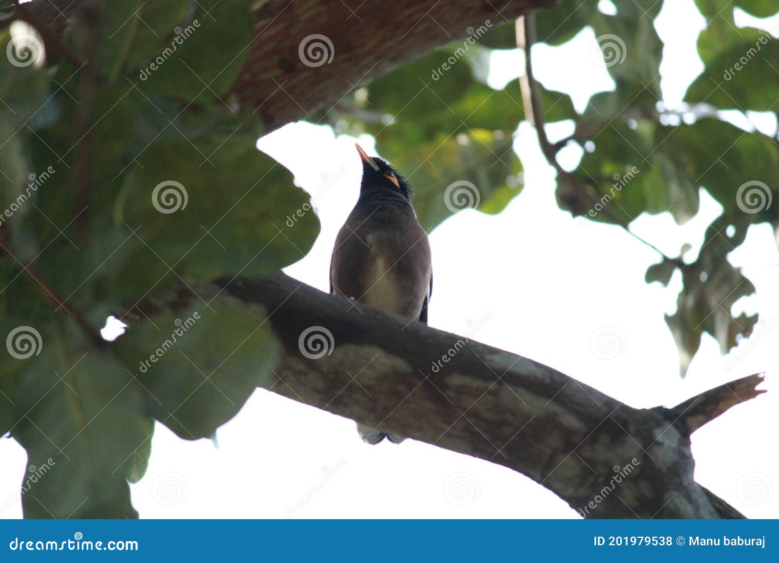 A bird sitting on a tree. stock photo. Image of finch - 201979538