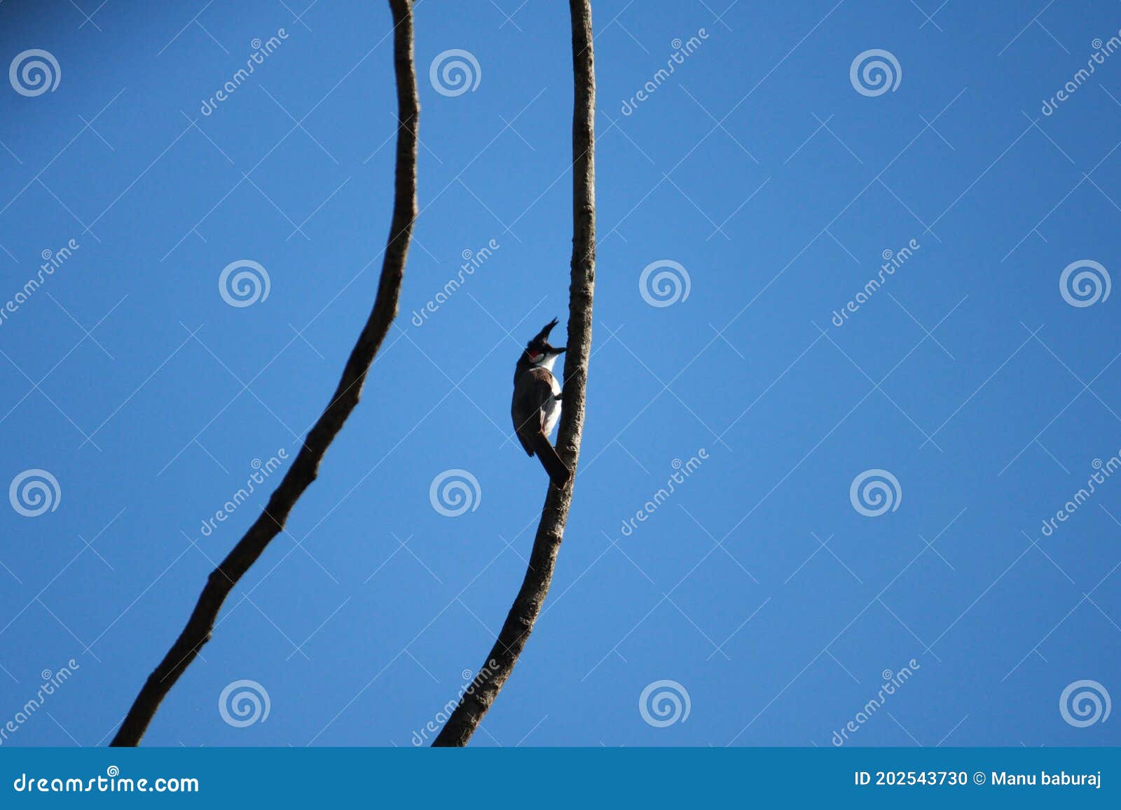 A bird sitting on a tree. stock photo. Image of branch - 202543730