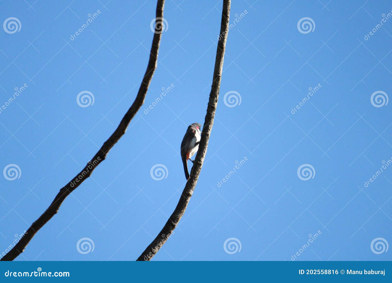 A bird sitting on a tree. stock photo. Image of bird - 202558816