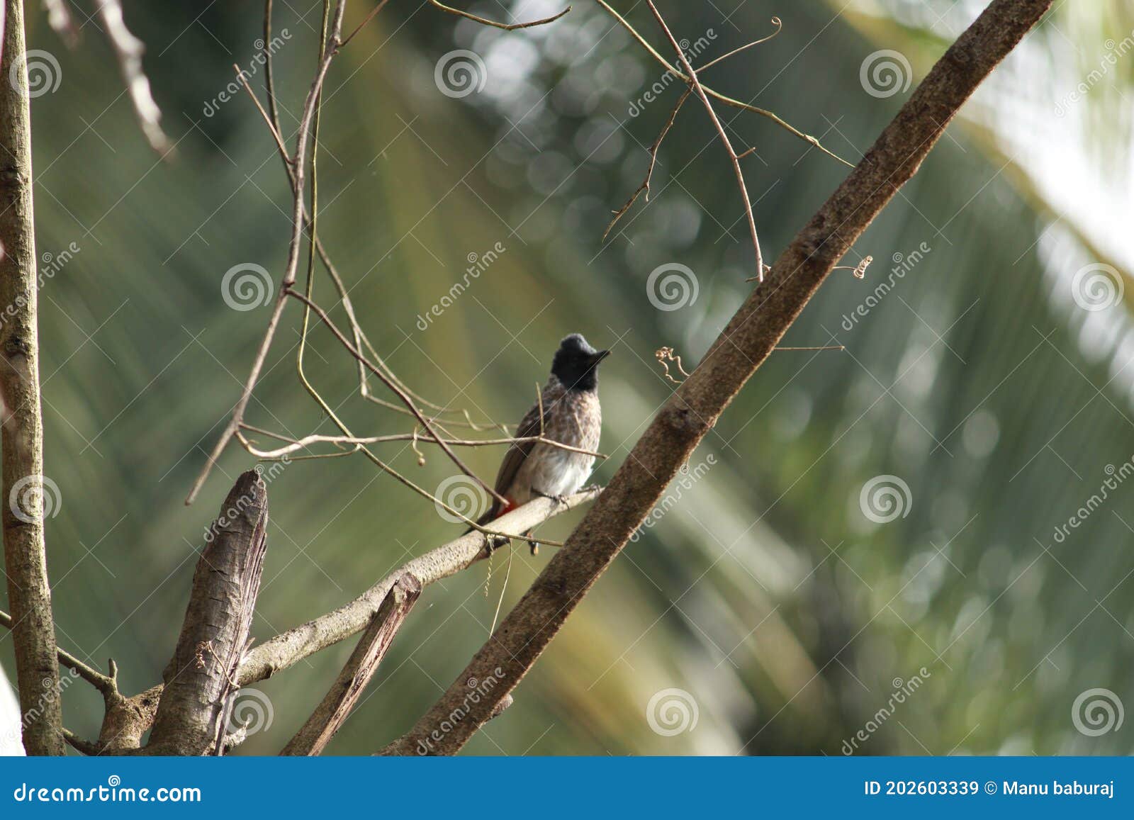 A bird sitting on a tree. stock image. Image of wildlife - 202603339