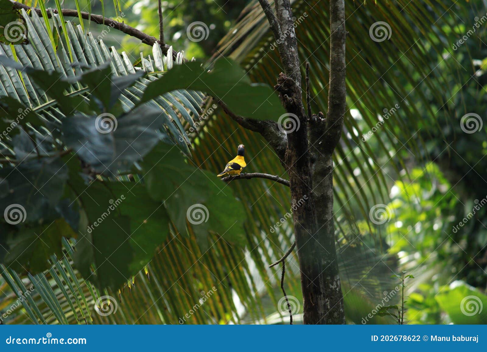 A bird sitting on a tree. stock photo. Image of bird - 202678622