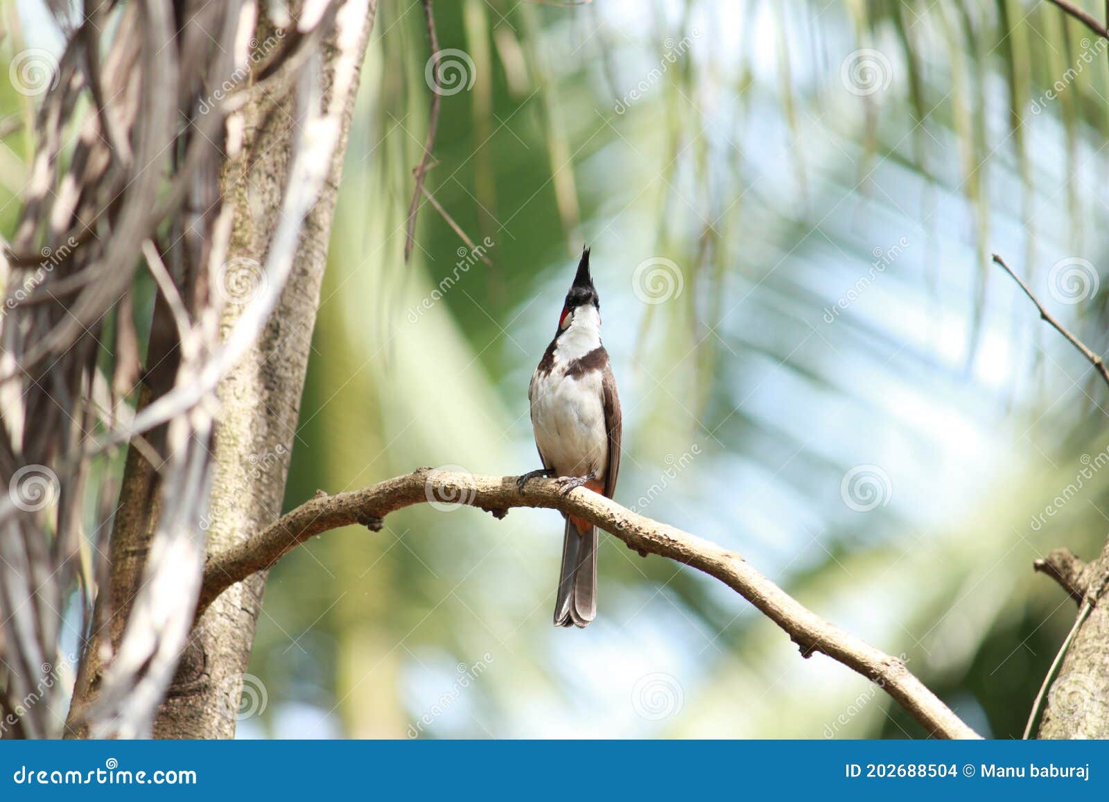 A bird sitting on a tree. stock photo. Image of wing - 202688504