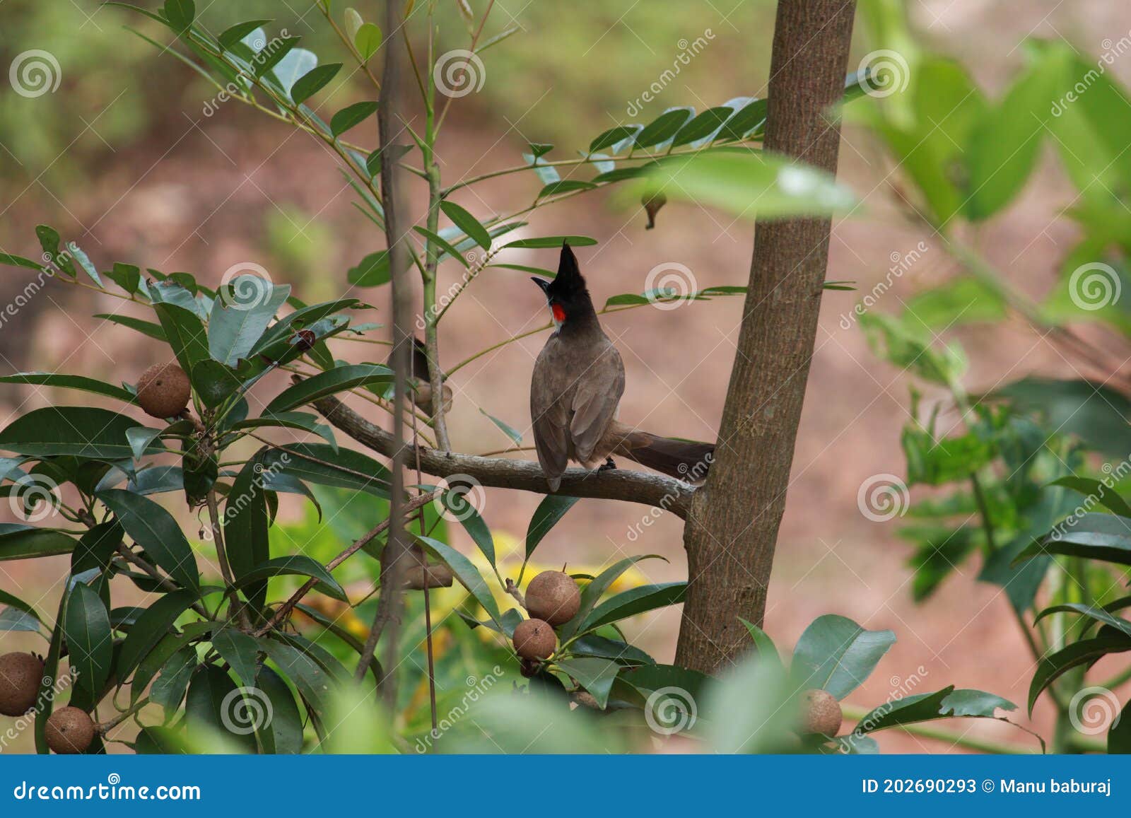 A bird sitting on a tree. stock image. Image of wildlife - 202690293