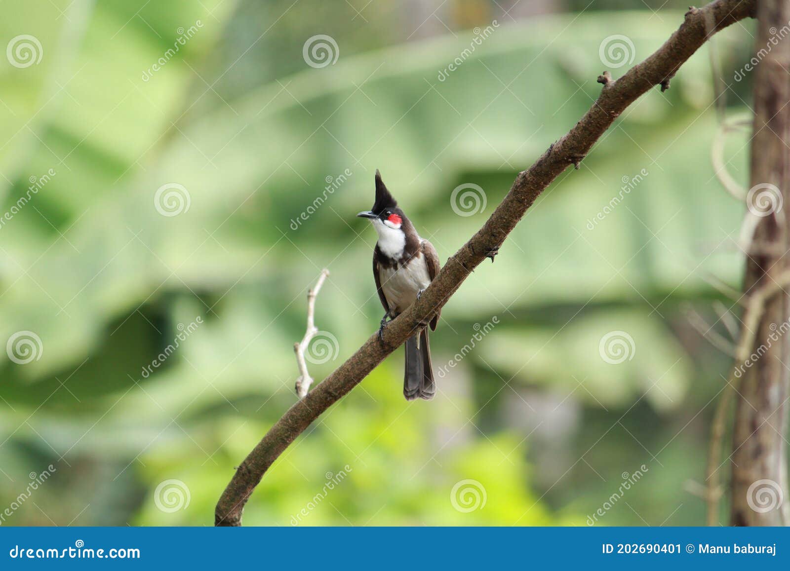 A bird sitting on a tree. stock image. Image of plant - 202690401