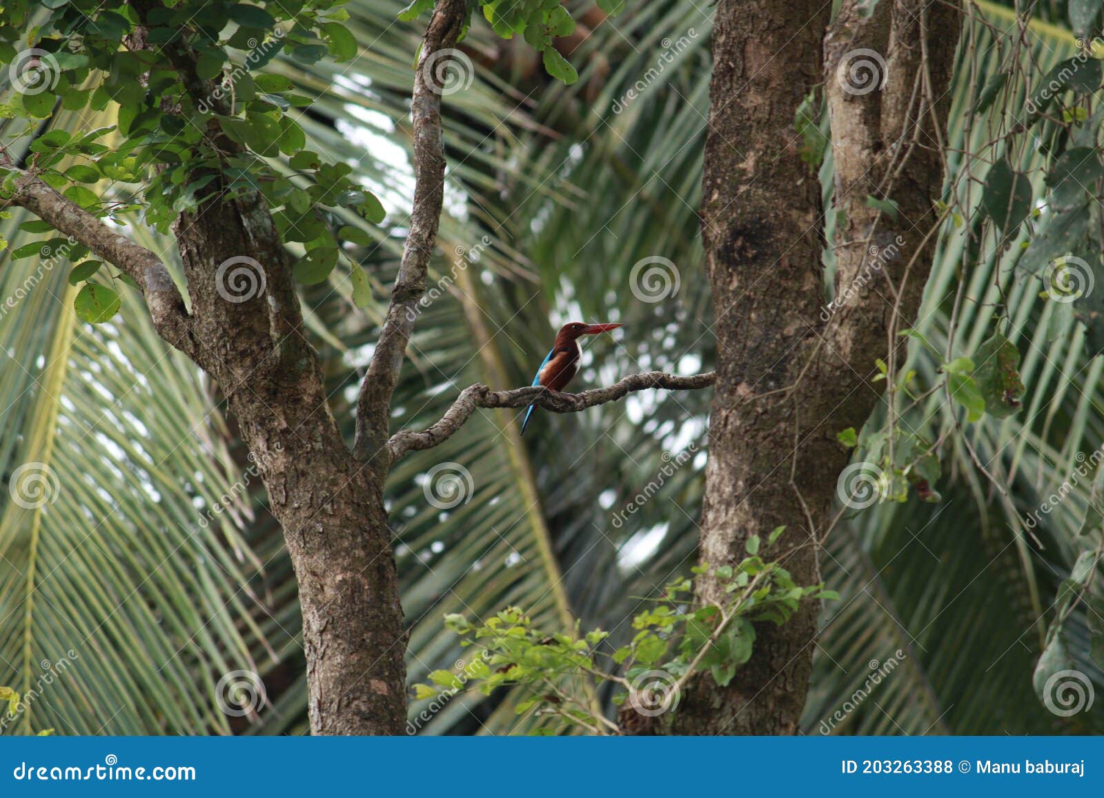 A bird sitting on a tree. stock photo. Image of tree - 203263388