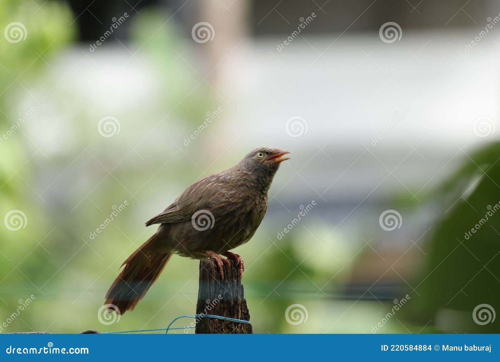 A bird sitting on a tree. stock photo. Image of wing - 220584884
