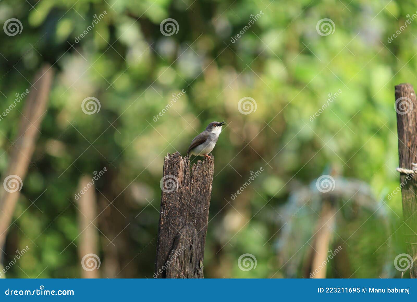 A bird sitting on a tree. stock image. Image of wildlife - 223211695