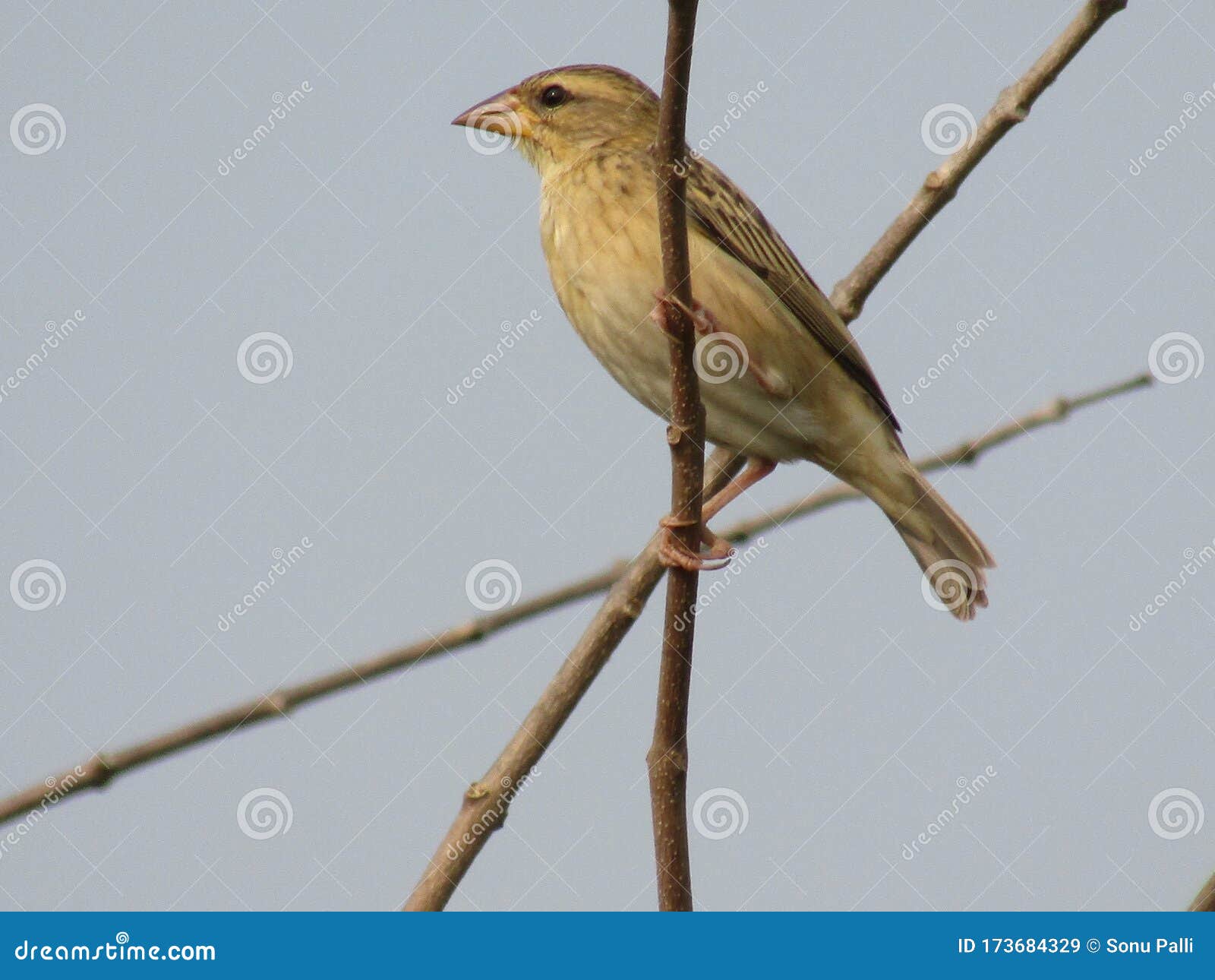 The Bird is Sitting on the Tree Stock Image - Image of sitting, village ...