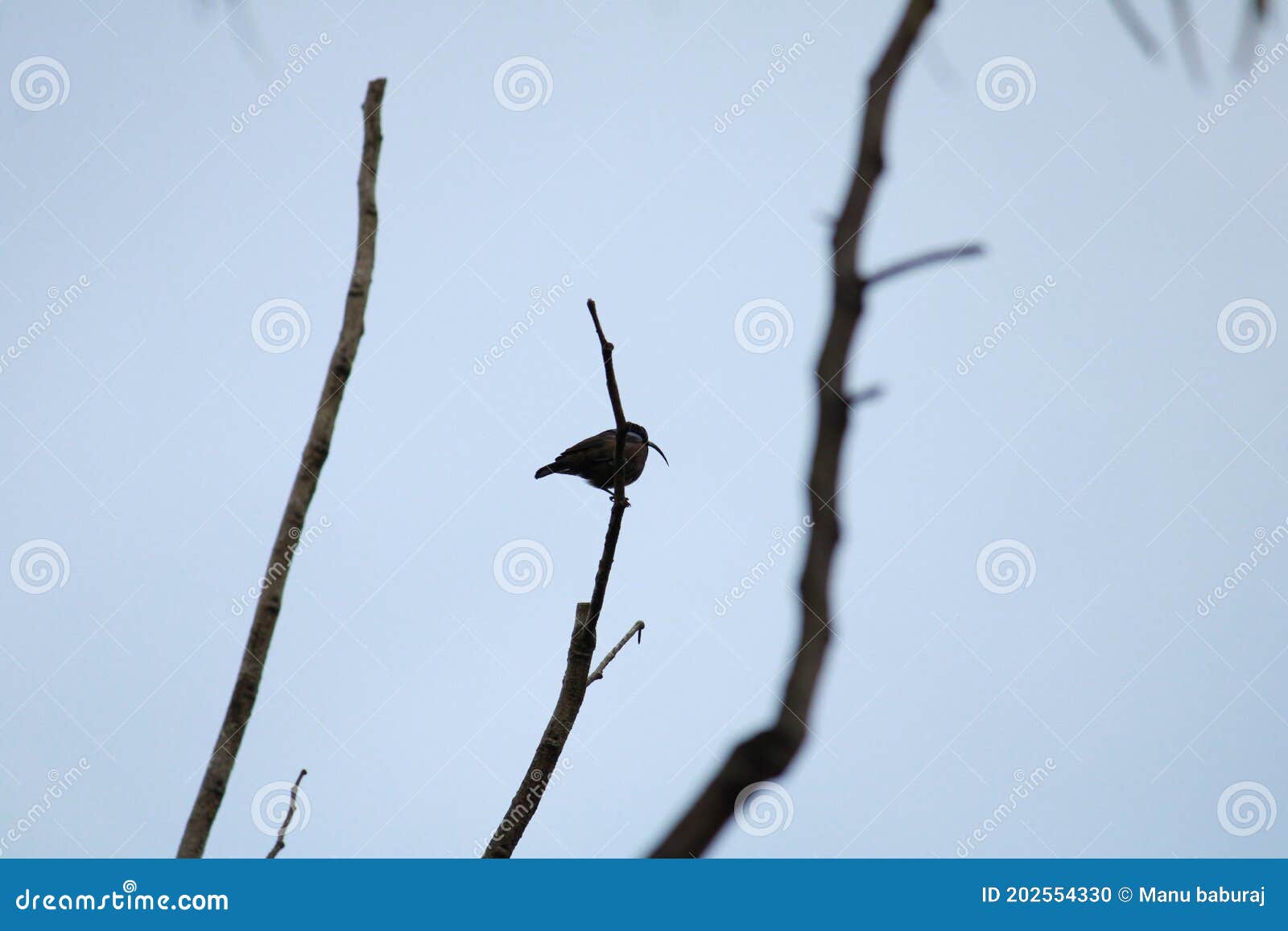 A bird sitting on a tree. stock photo. Image of blue - 202554330