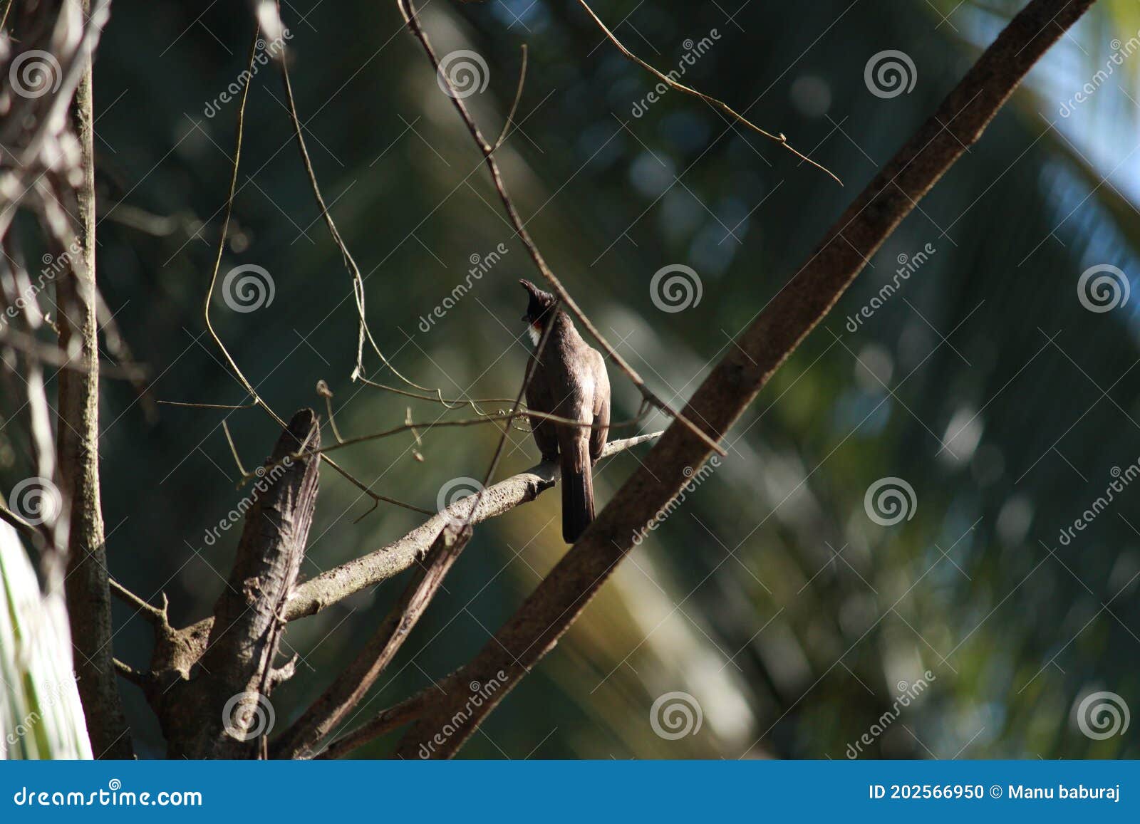 A bird sitting on a tree. stock photo. Image of twig - 202566950
