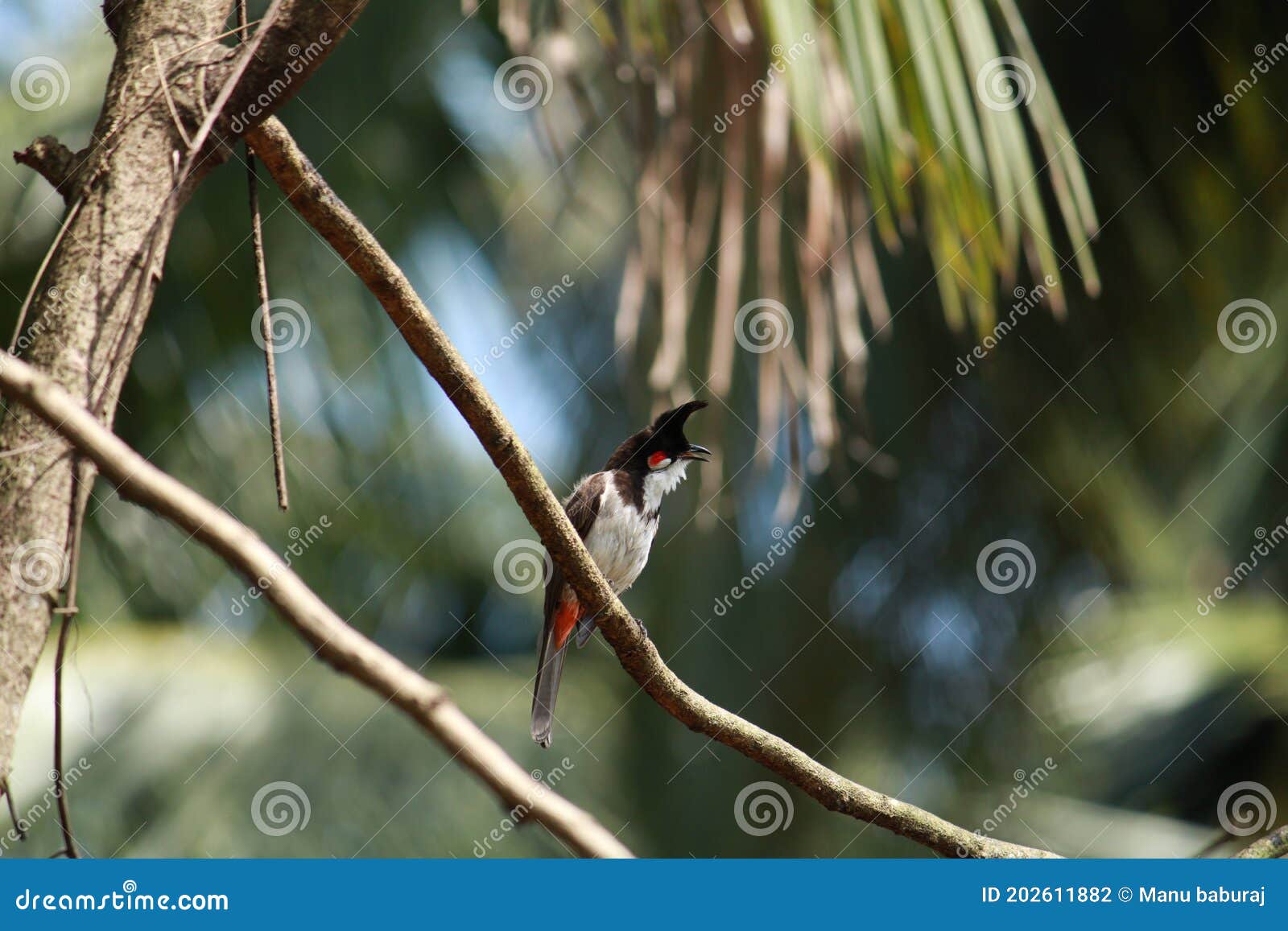 A bird sitting on a tree. stock photo. Image of branch - 202611882