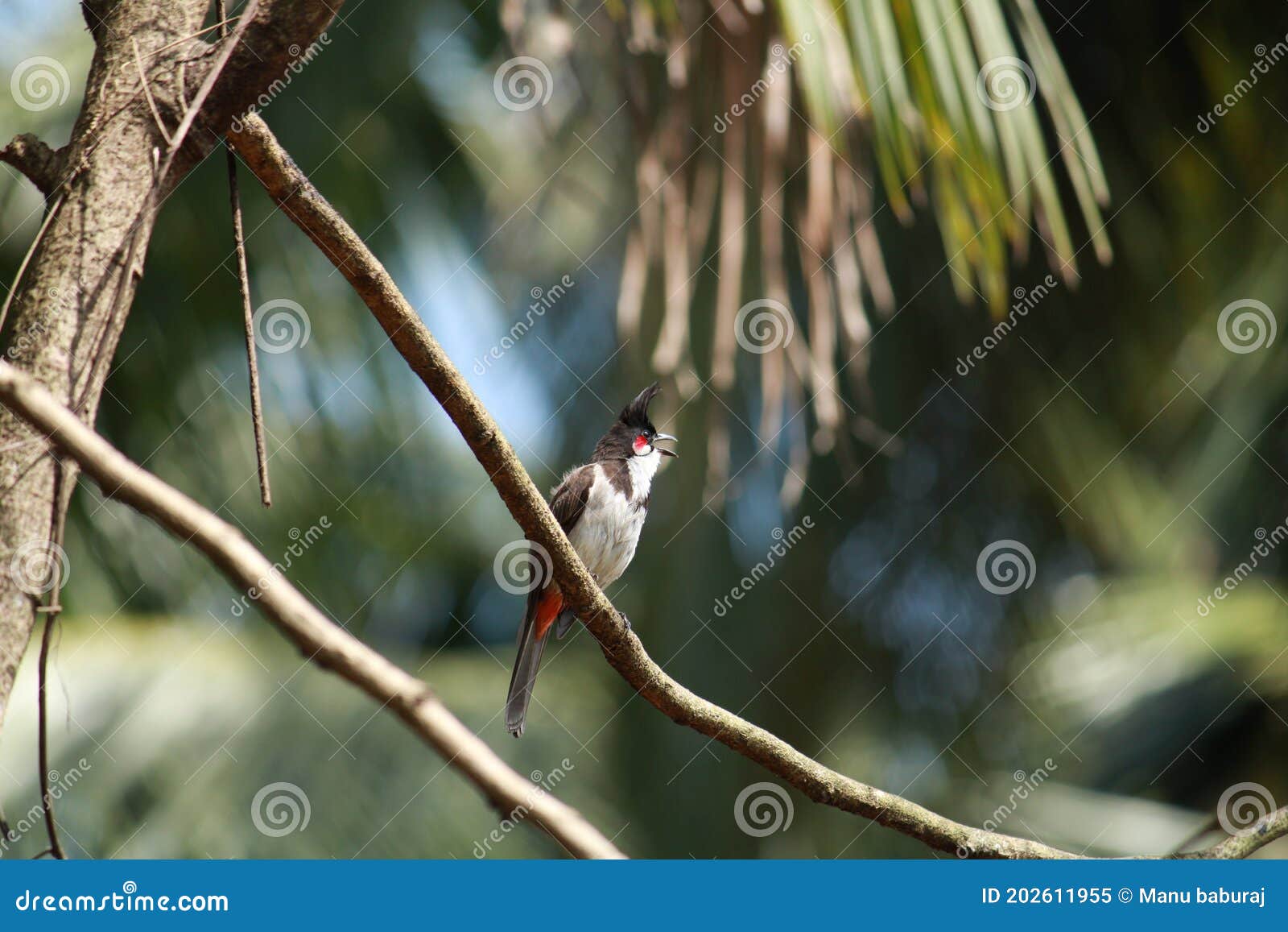A bird sitting on a tree. stock image. Image of sparrow - 202611955