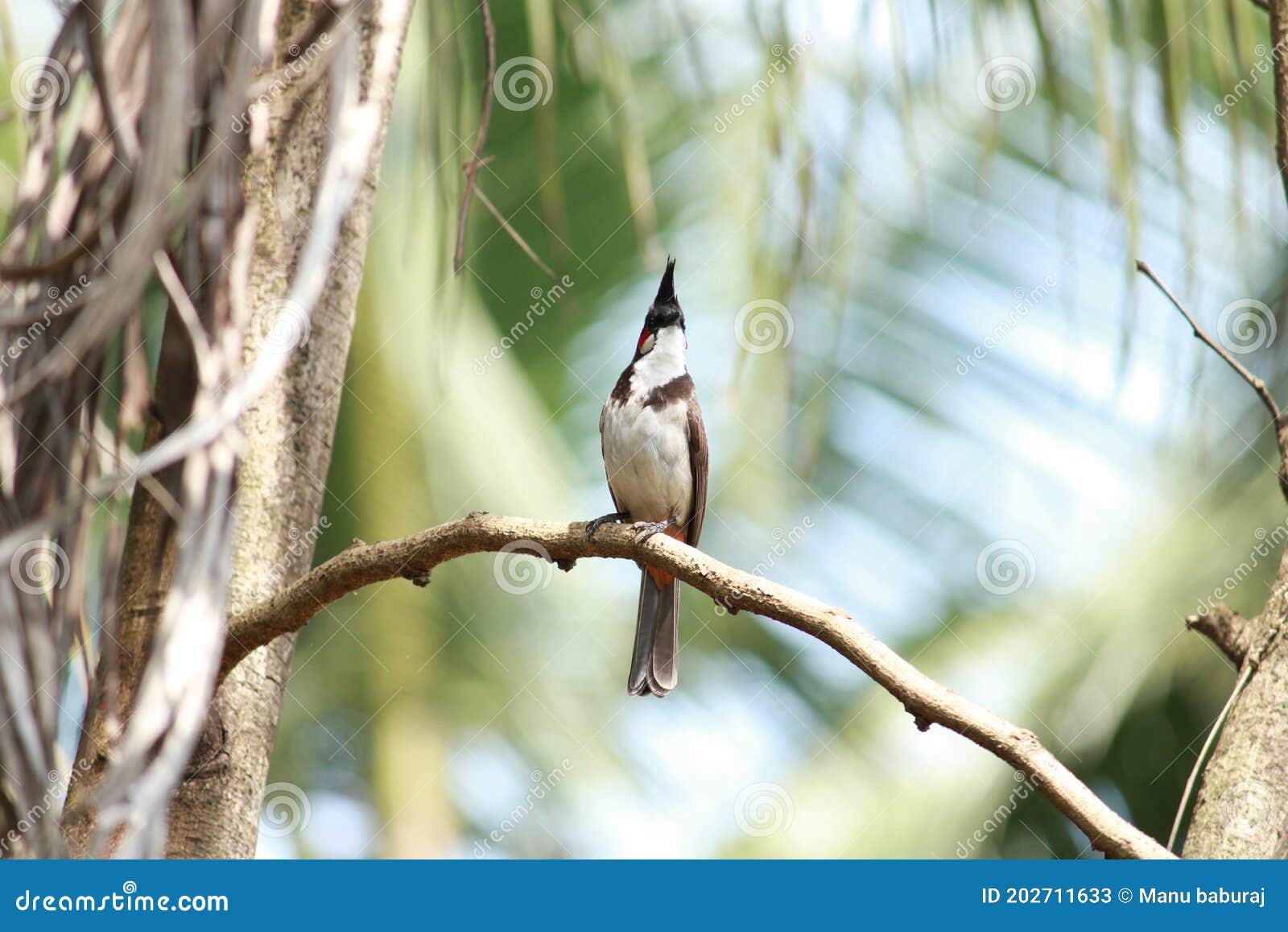 A bird sitting on a tree. stock image. Image of nature - 202711633