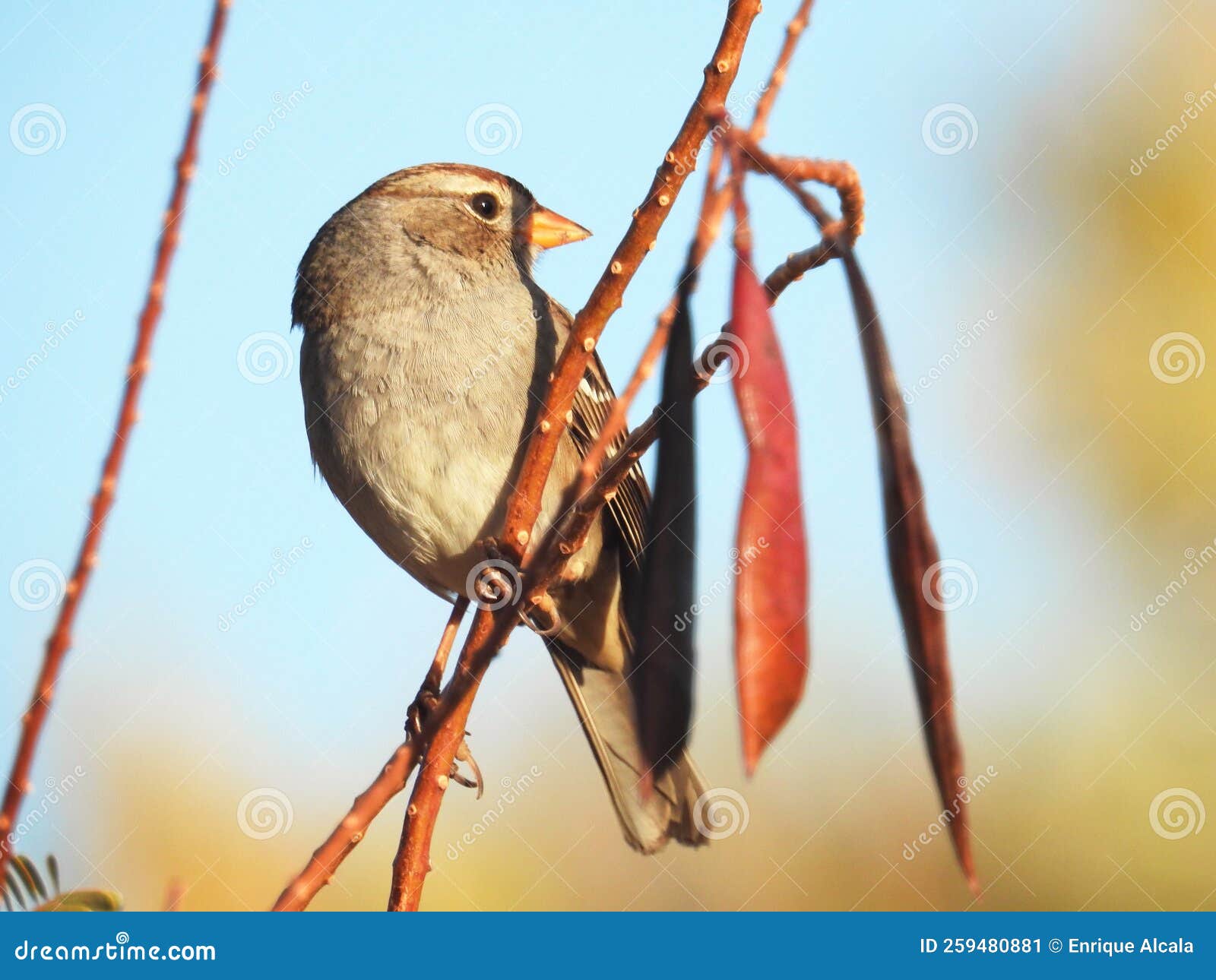 Bird Sitting on Tree Branch Stock Image - Image of twig, branch: 259480881