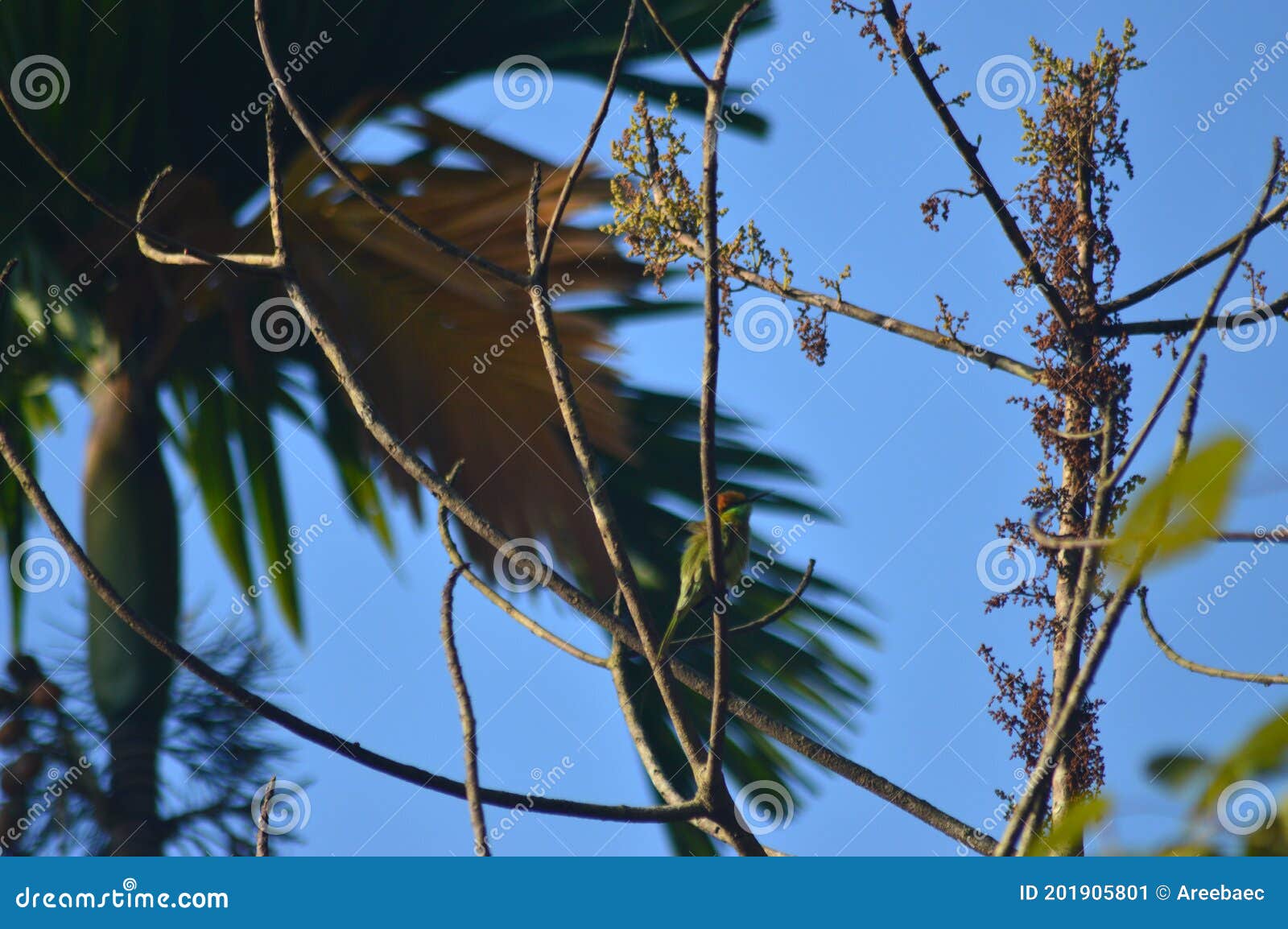 Bird Sitting on Tree Branch Stock Image - Image of autumn, sitting ...