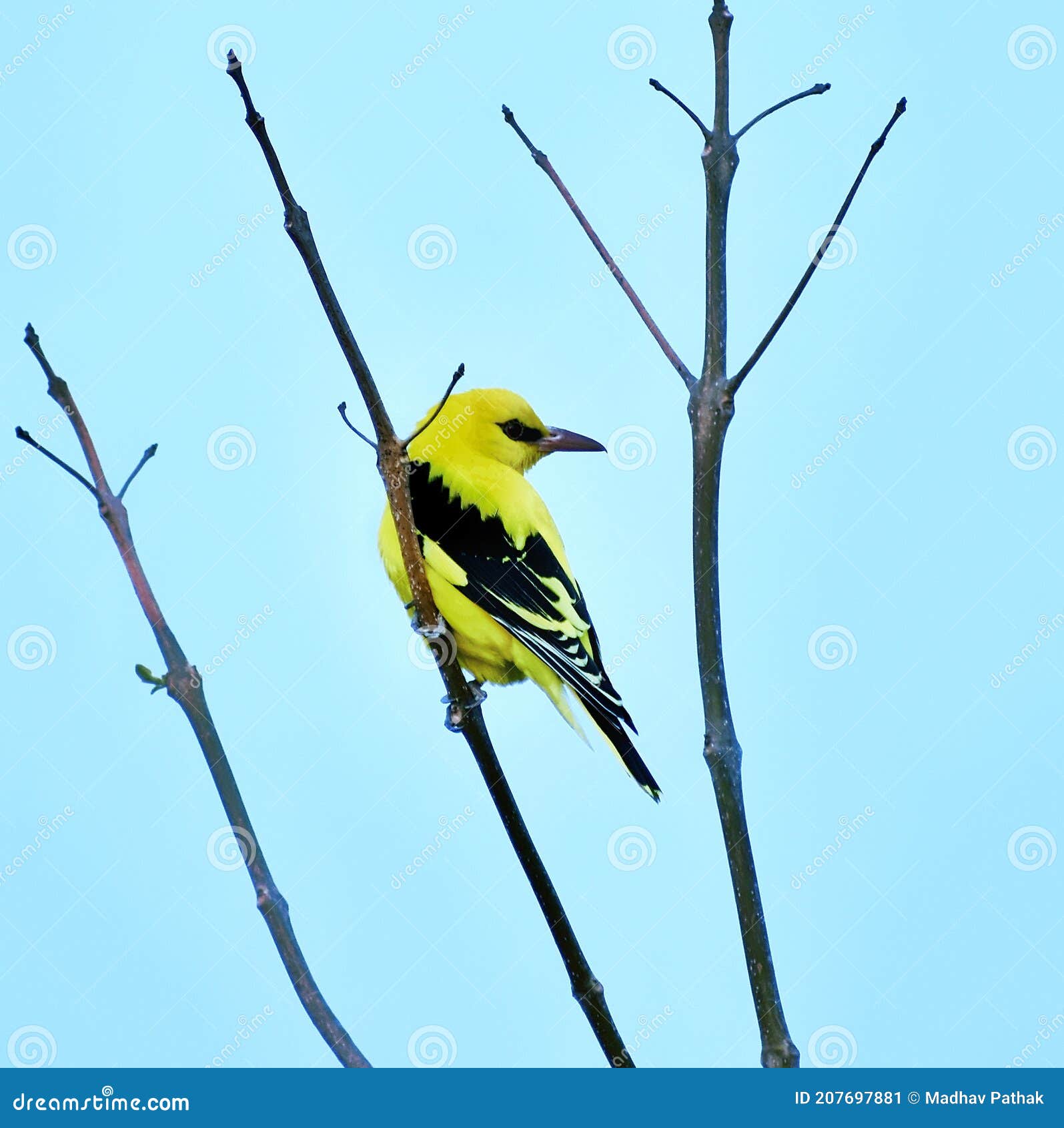 Bird Sitting on Tree Branch Stock Image - Image of bird, branch: 207697881