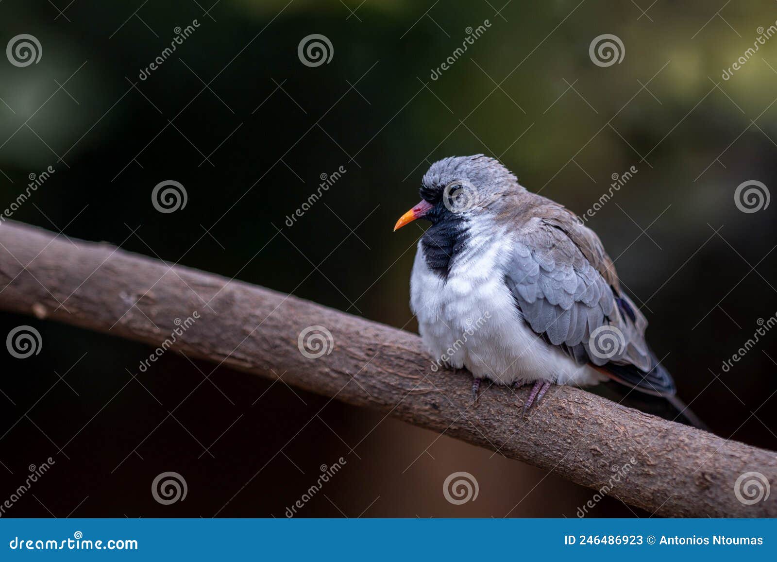 Bird Sitting on a Tree Branch. the Sad, Lonely Bird Stock Image - Image ...