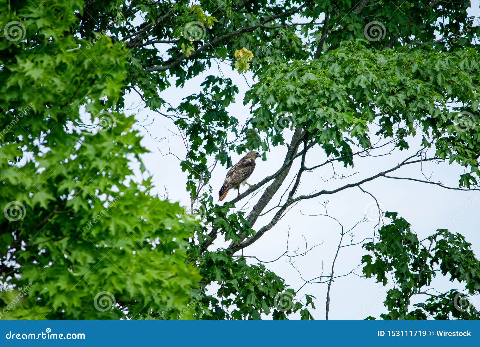 Bird Sitting on a Tree Branch Surrounded by Green Leafs Stock Image ...