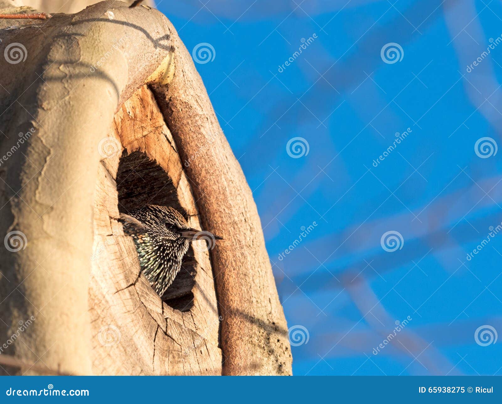 Bird Sitting in a Tree Hole Stock Image - Image of star, hole: 65938275
